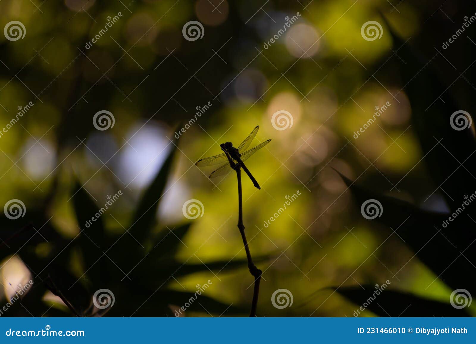 Dragonfly Having a Sunbathe Stock Photo - Image of ecology, indian ...