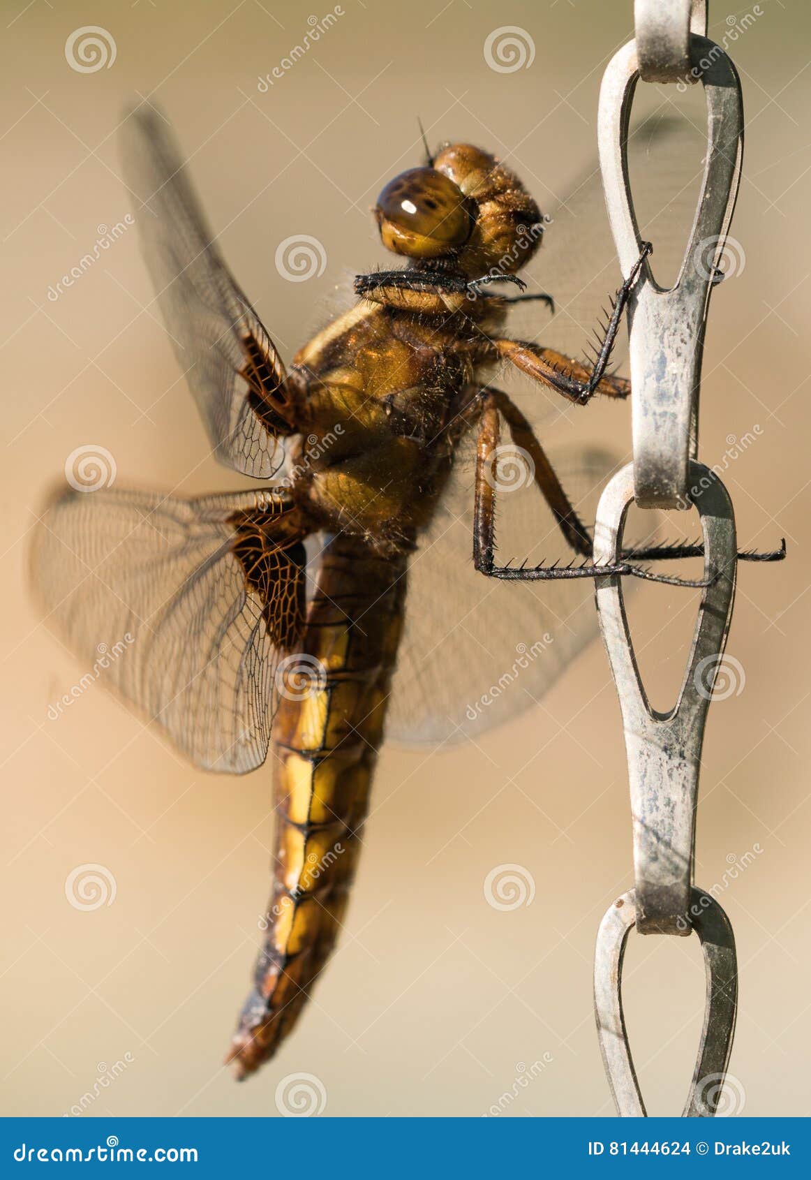 Dragonfly Holding Onto Chain on a Sunny Day Stock Photo - Image of ...