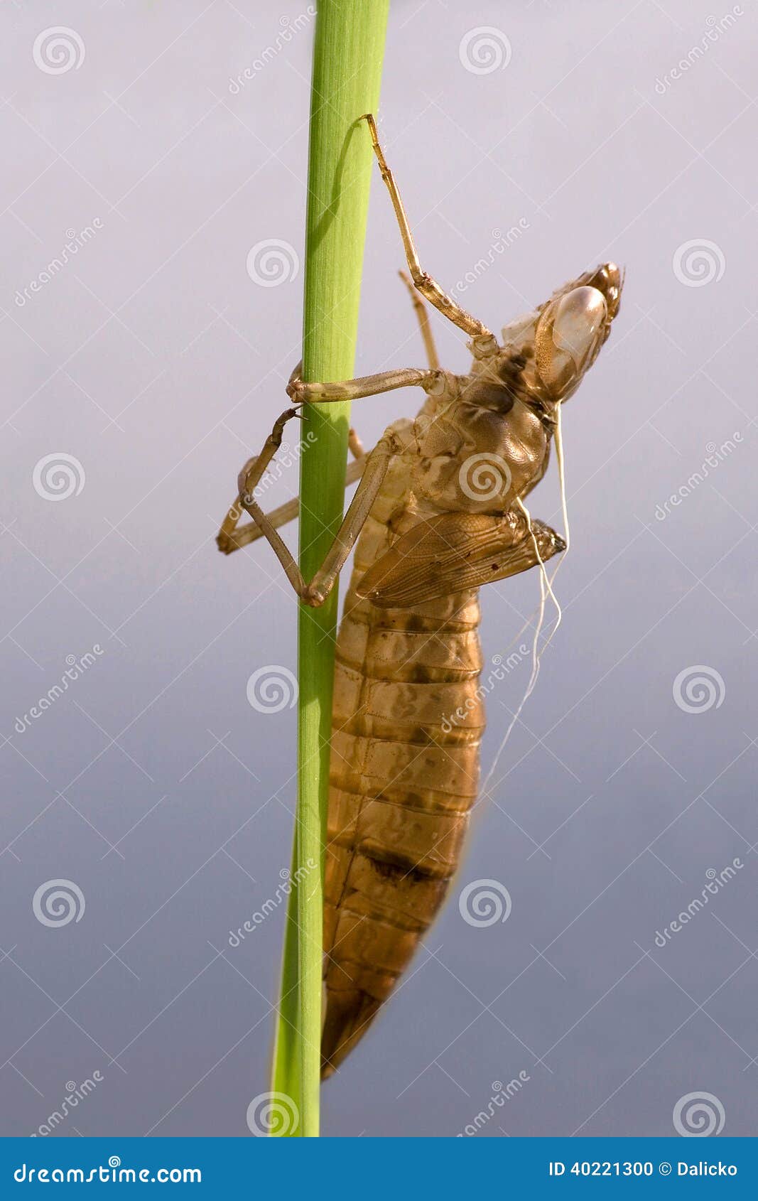 Dragonfly home stock photo. Image of animal, insect, macro - 40221300