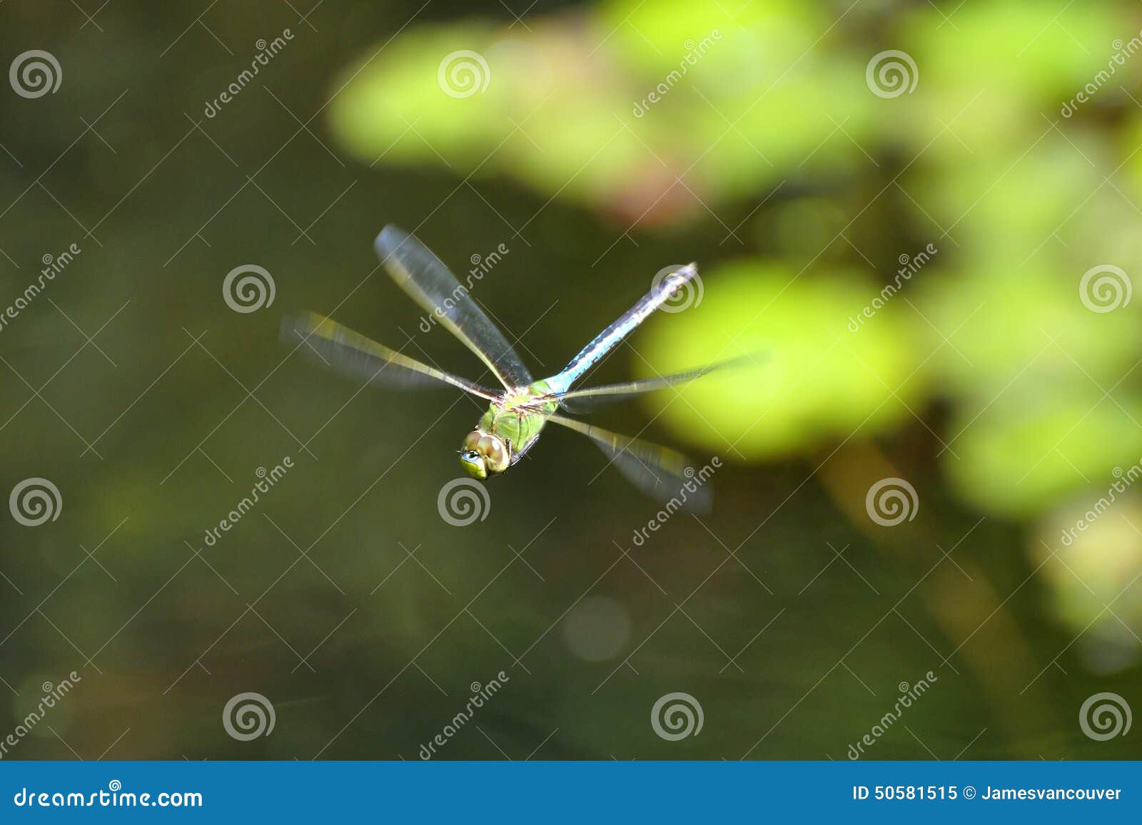 Dragonfly Hovering Over Lake Water Stock Image - Image of growth ...