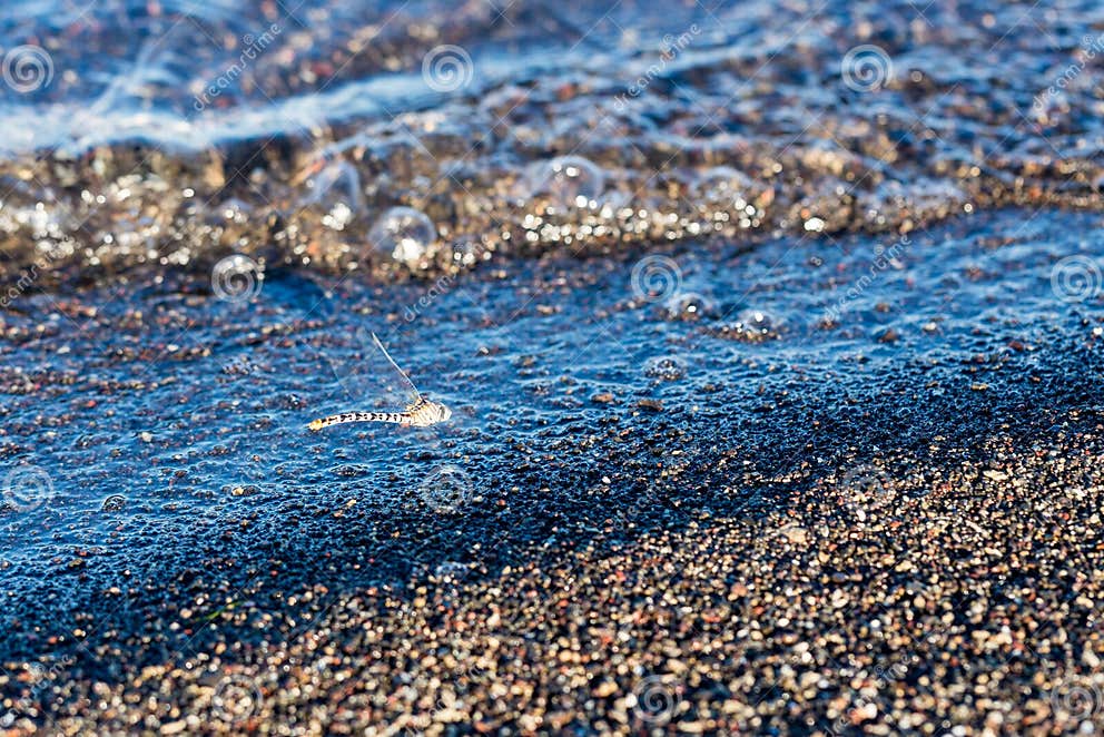 Dragonfly Hovering Over Waves and Bubbles Rolling in at the Beach Stock ...
