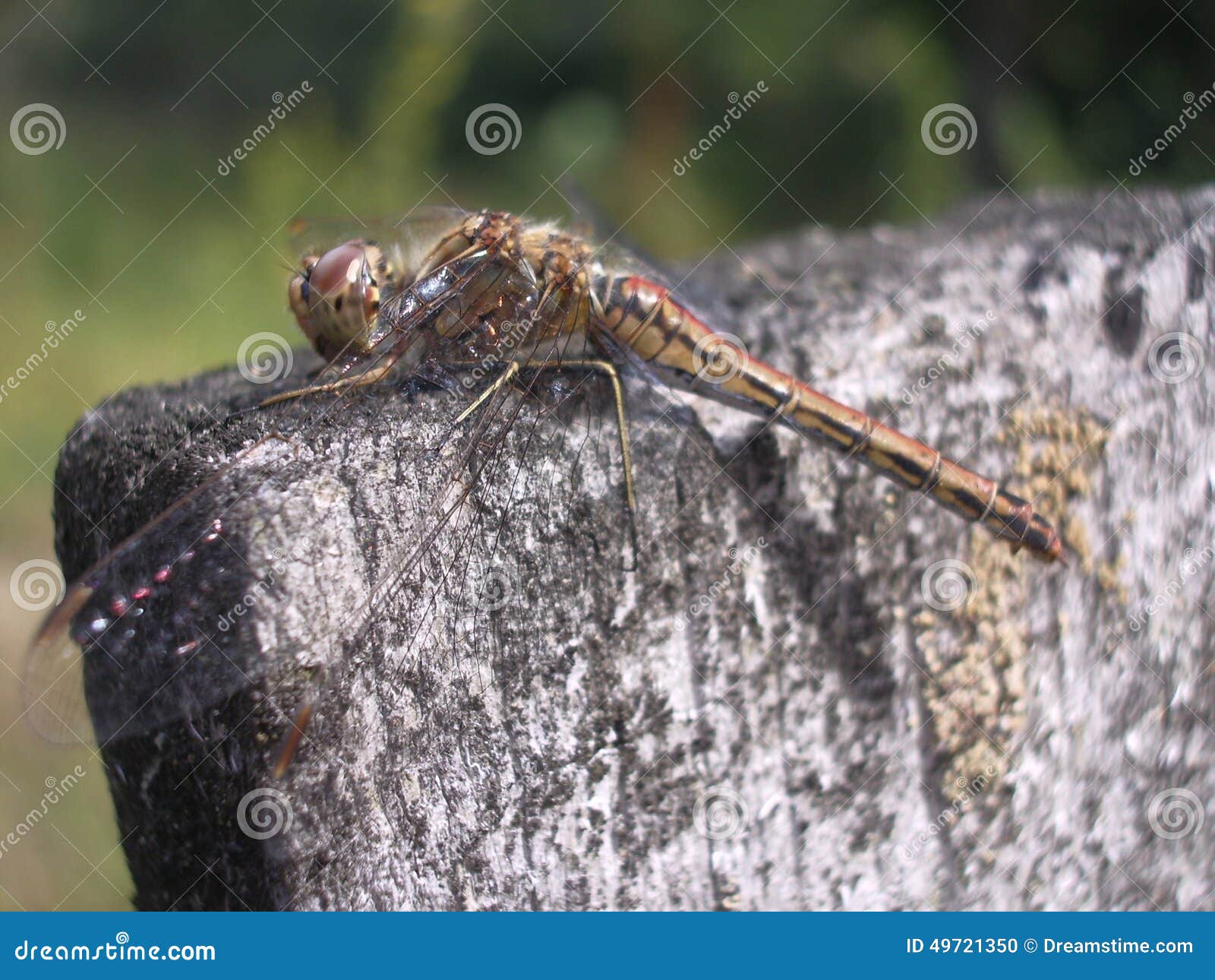 Dragonfly stock photo. Image of animal, loving, love - 49721350