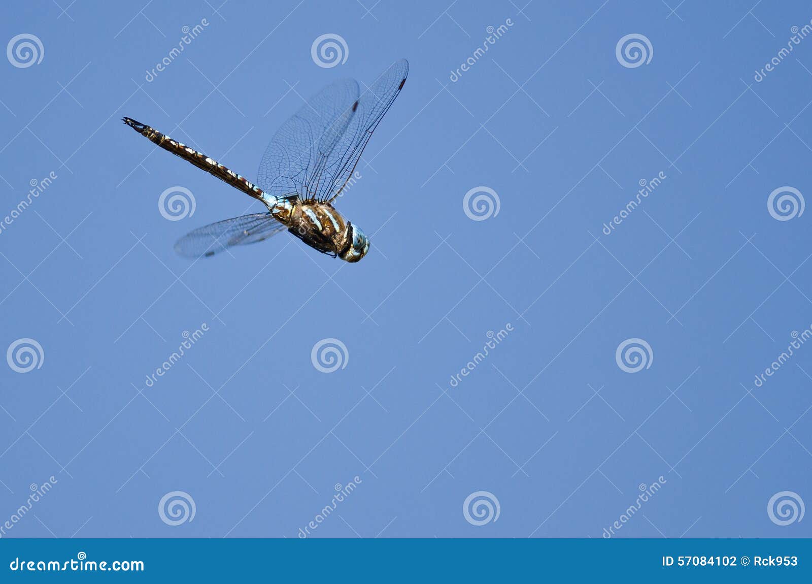 Dragonfly Hunting on the Wing in a Blue Sky Stock Photo - Image of ...