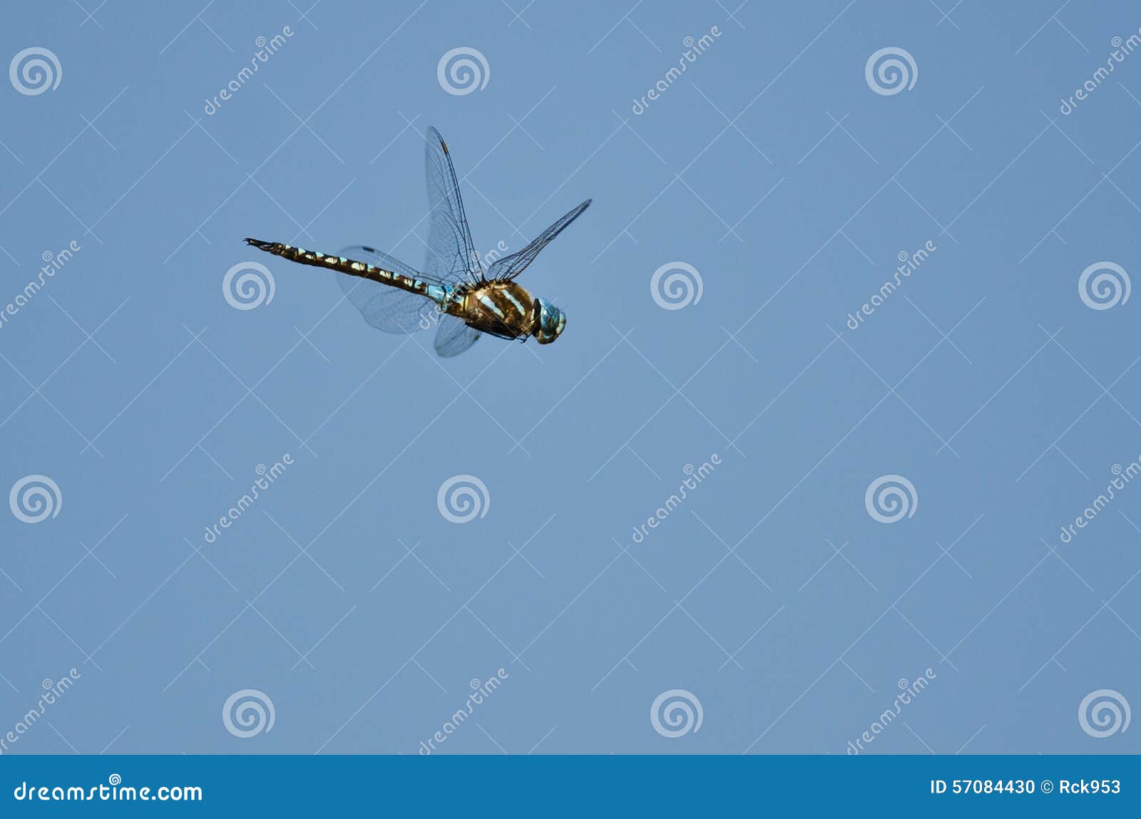 Dragonfly Hunting on the Wing in a Blue Sky Stock Photo - Image of ...