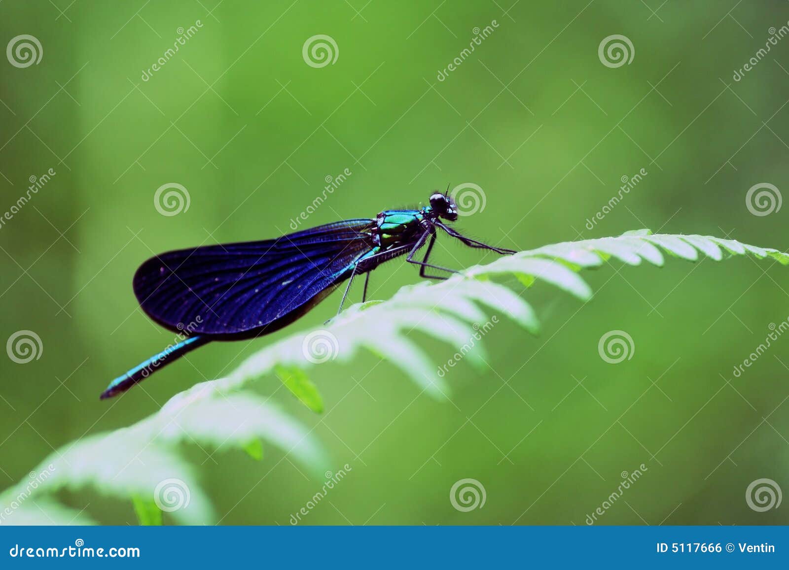 Dragonfly II stock photo. Image of nature, grey, wing - 5117666