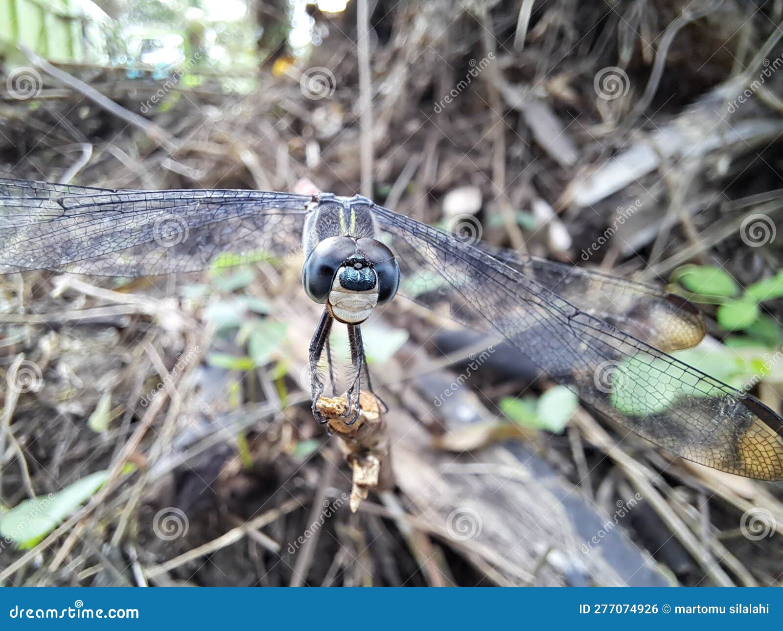 Dragonfly insect bug stock photo. Image of insect, nature - 277074926