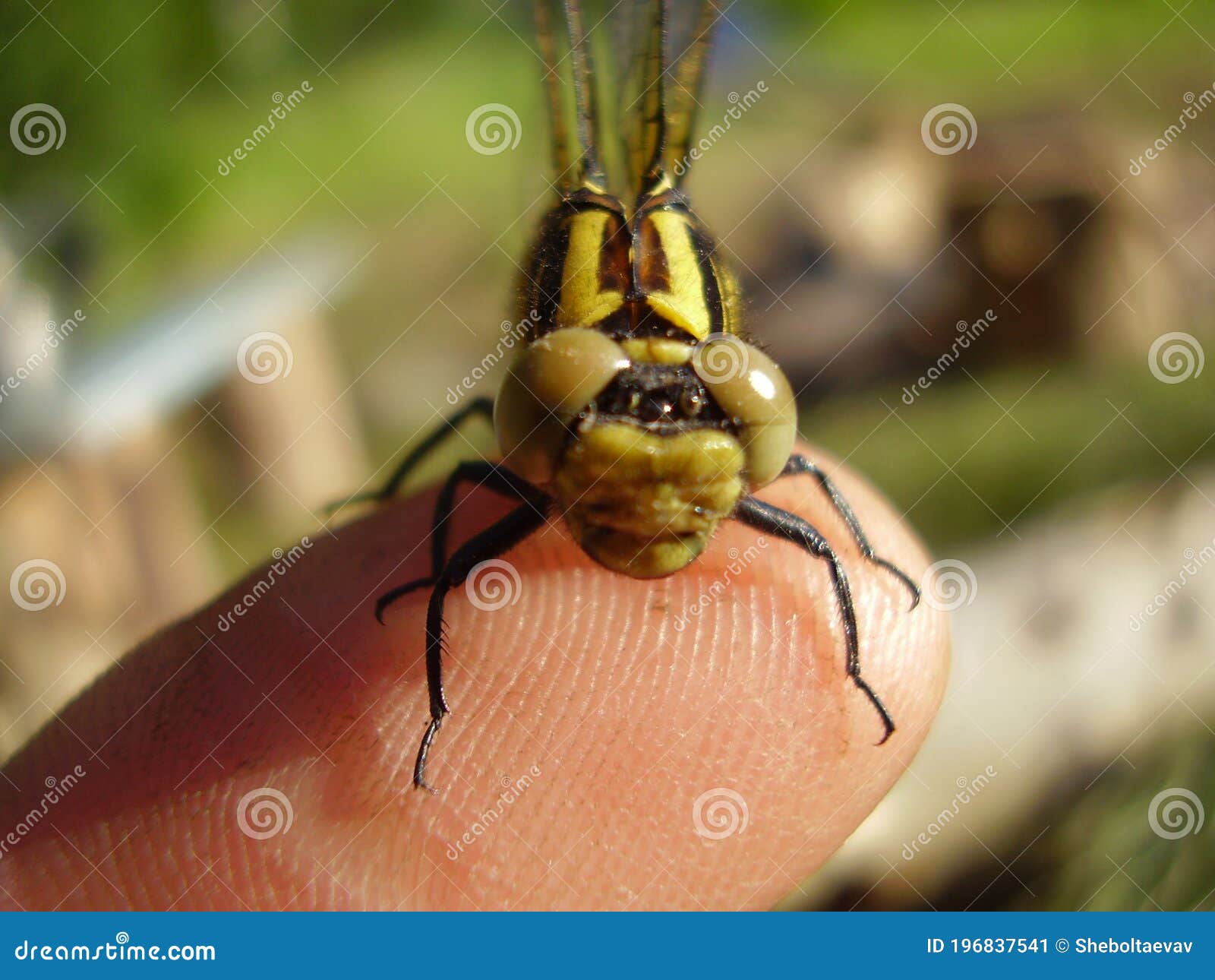 Dragonfly Insect on a Finger Close Up, Blurred Green Background Stock ...