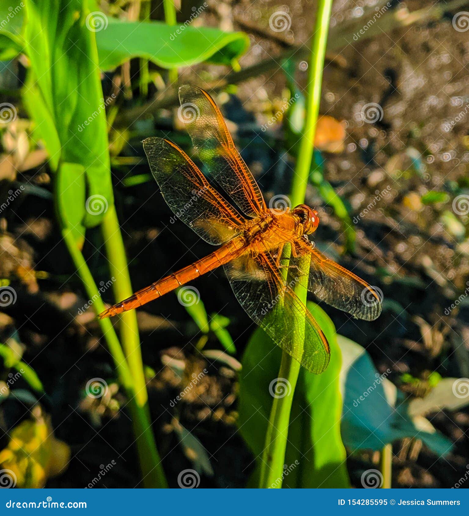 Dragonfly stock image. Image of orange, dragonfly, insect - 154285595