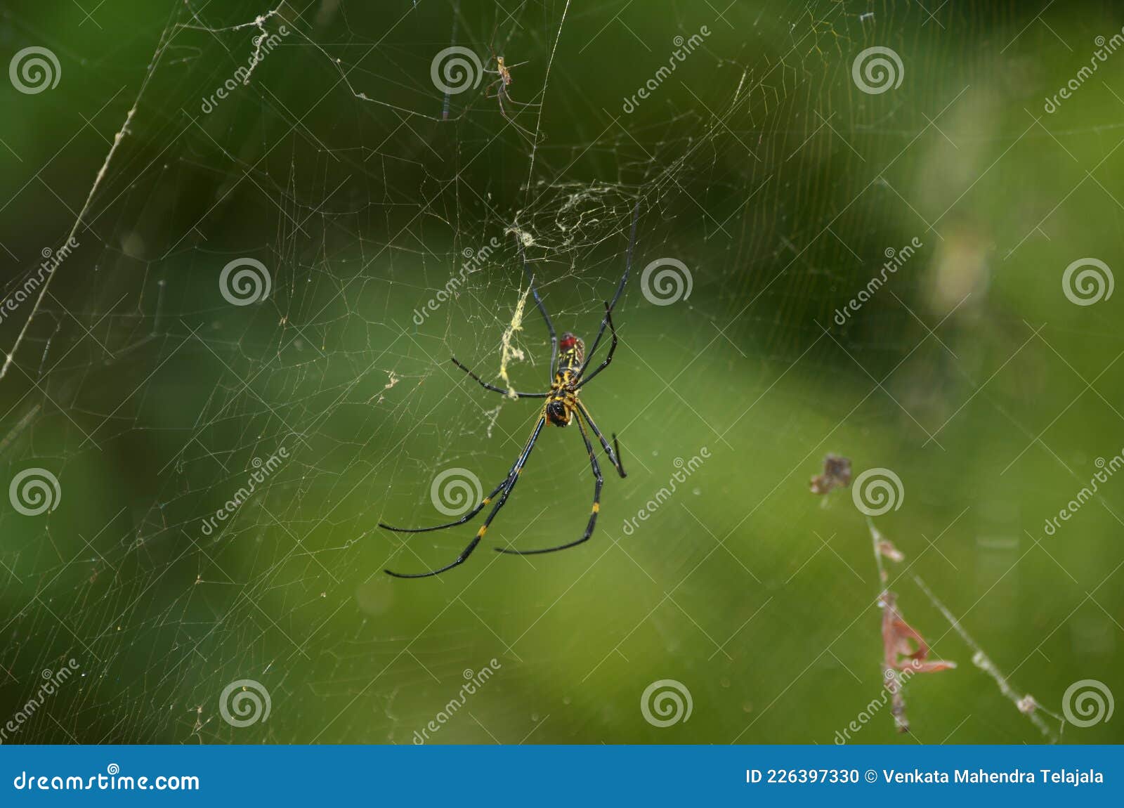Dragonfly Insect Photo Captured in Sikkim Stock Photo - Image of ...