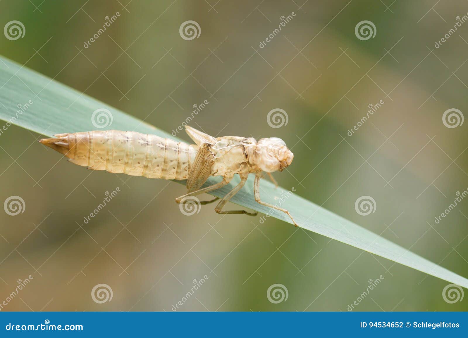 Dragonfly Insect Shell Background Stock Photo - Image of detail, shell ...