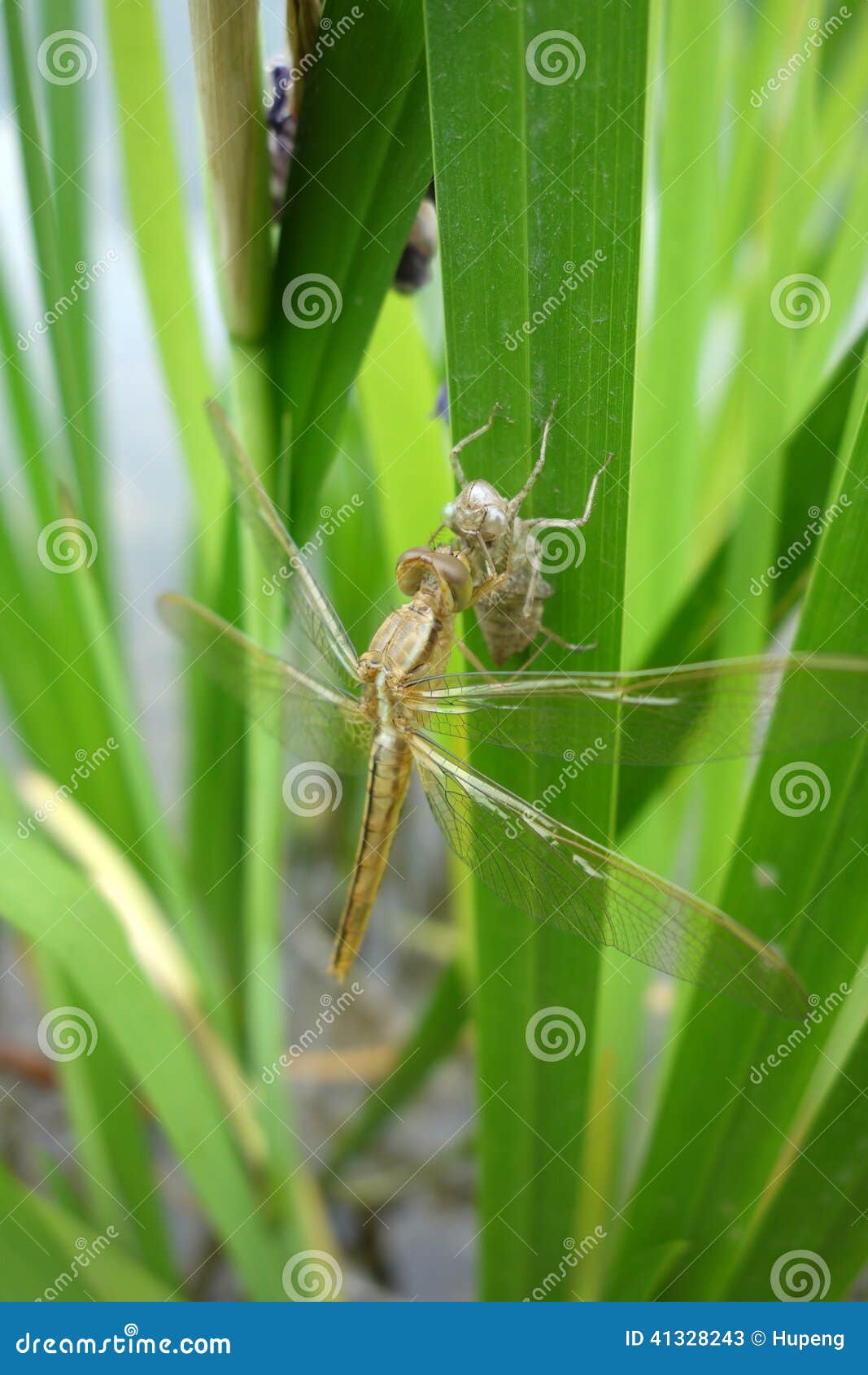 A dragonfly stock image. Image of flying, insects, macro - 41328243