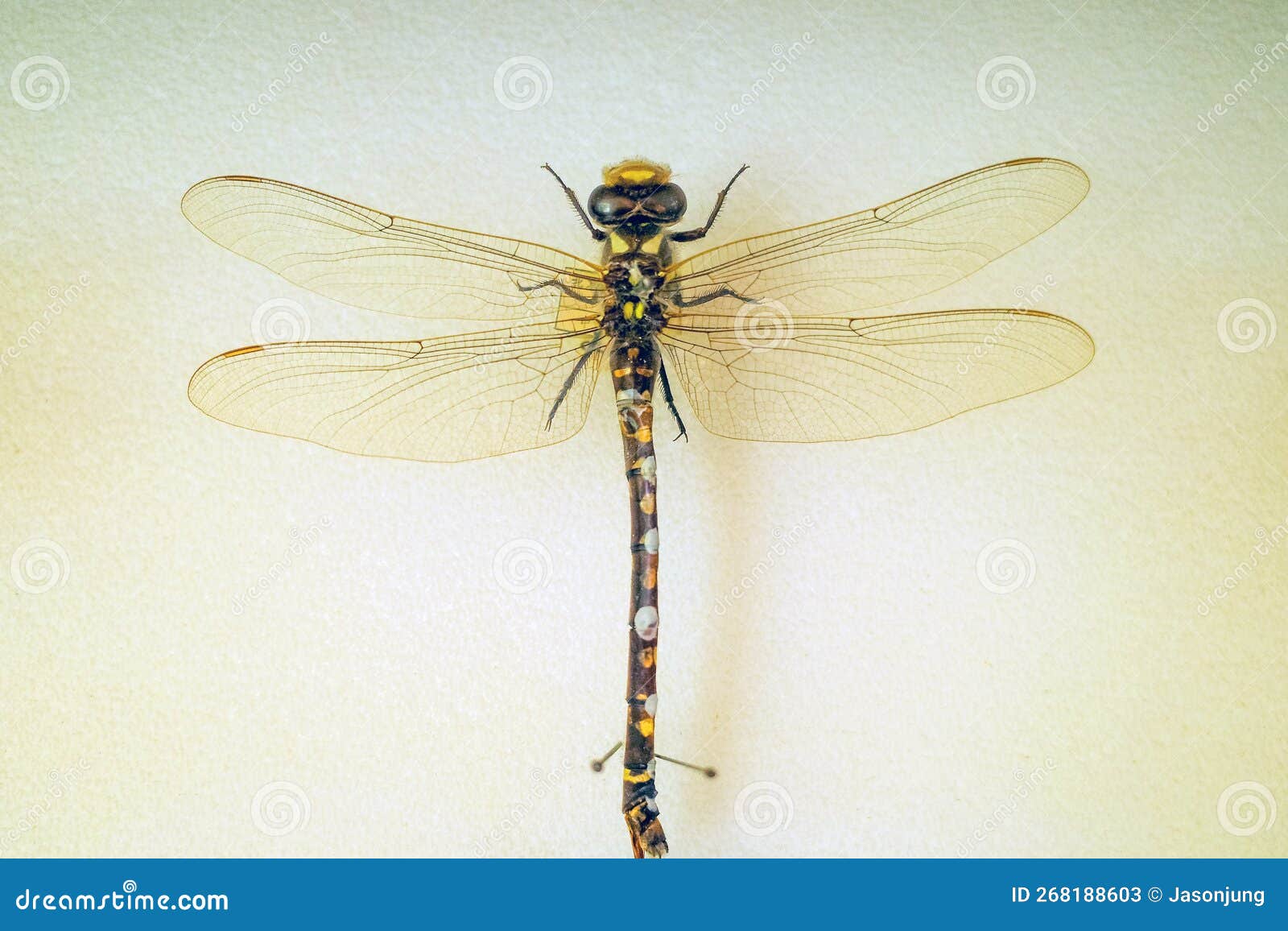 Dagonfly specimen in close stock image. Image of bird - 268188603