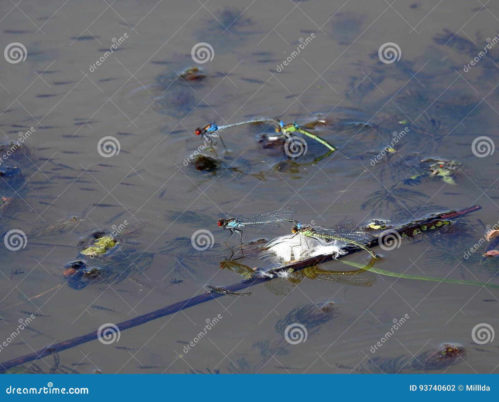 Dragonfly Insects Floating on Water Stock Photo - Image of view ...