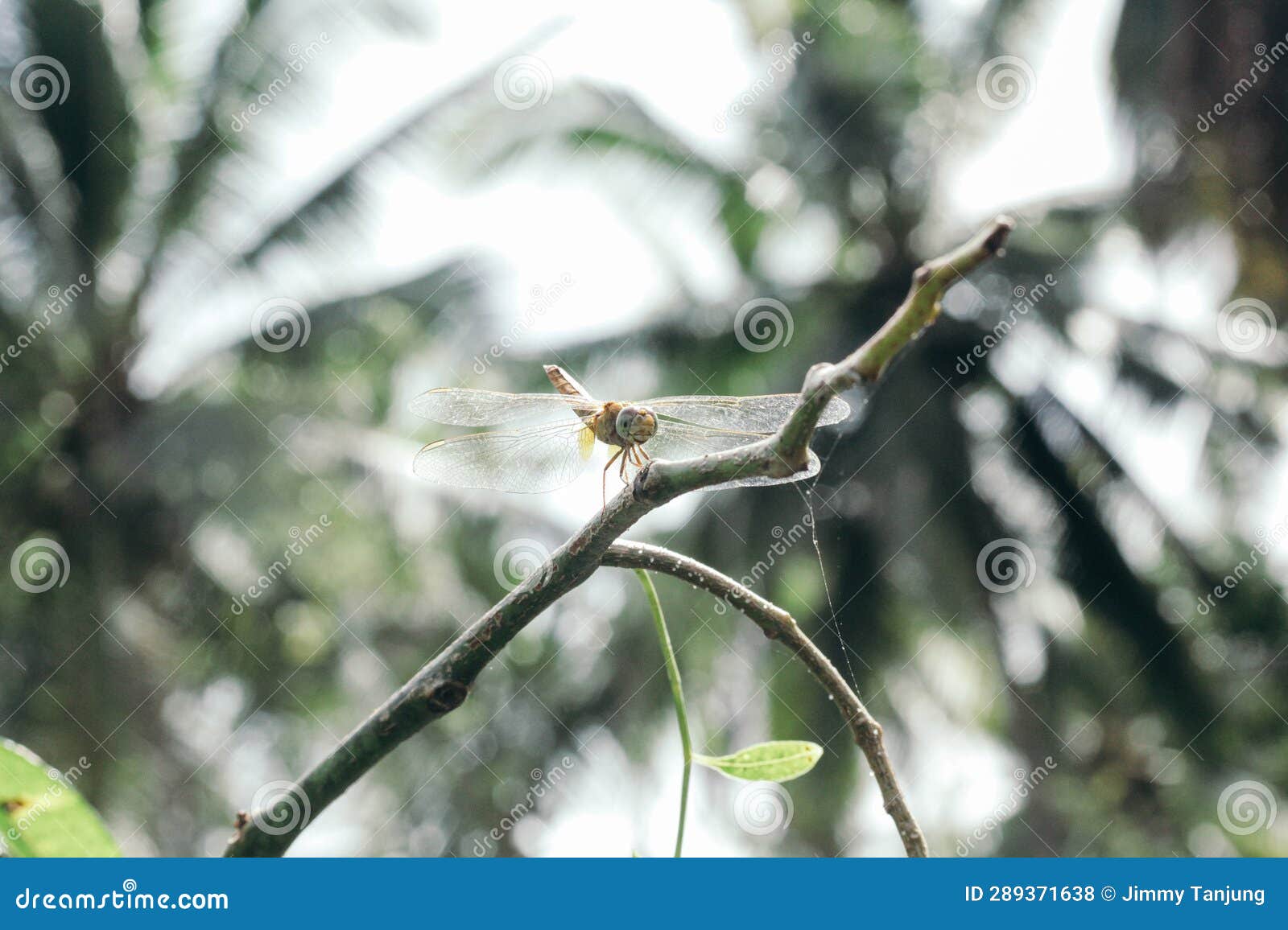 The Dragonfly Insects that are Perched on the Branches Stock Photo ...