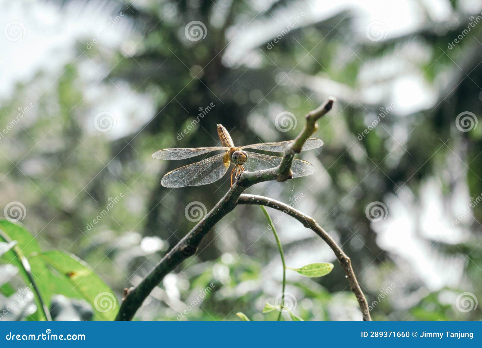The Dragonfly Insects that are Perched on the Branches Stock Photo ...