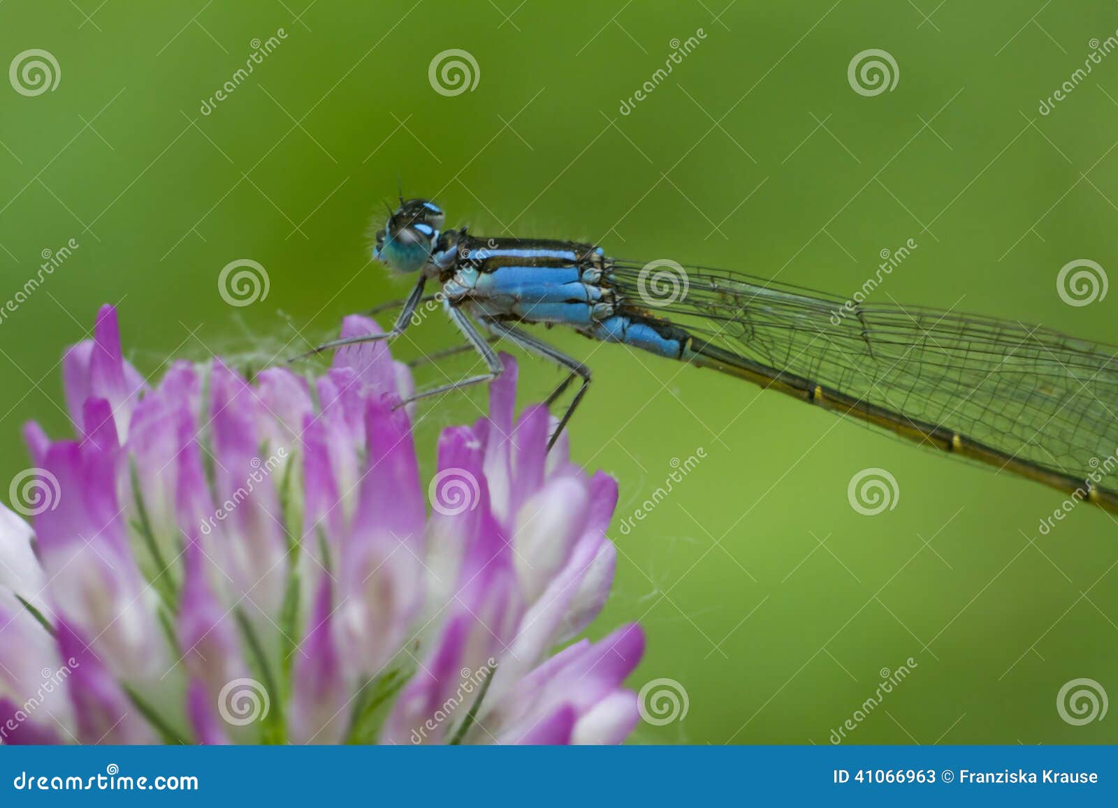 Dragonfly (Ischnura) stock image. Image of wildlife, fauna - 41066963