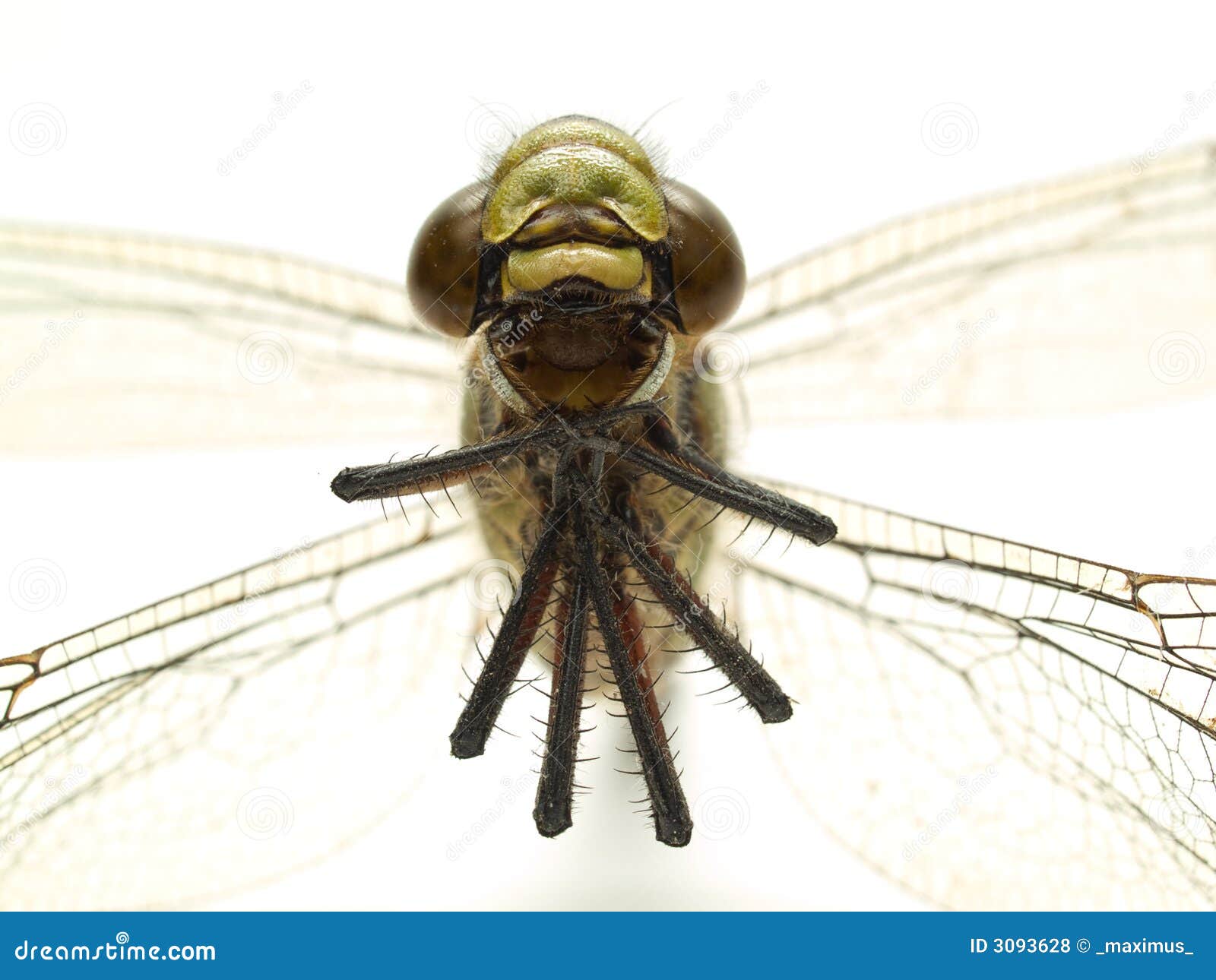 Dragonfly isolated front stock photo. Image of backgrounds - 3093628