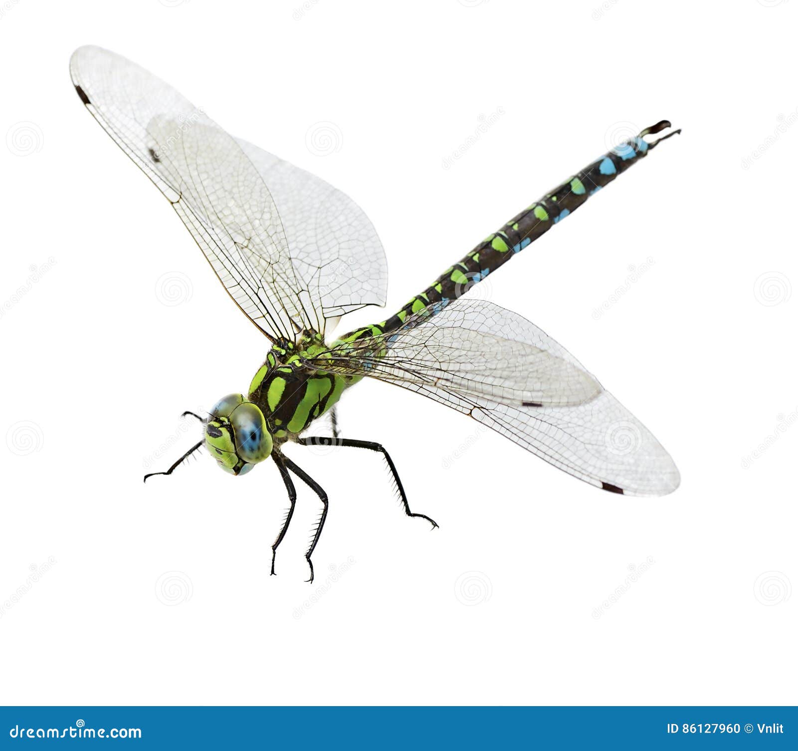 Dragonfly isolated stock photo. Image of insect, slim - 86127960