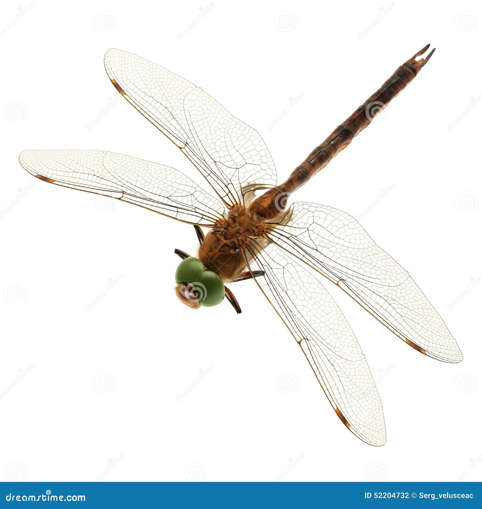 Dragonfly Stock Photo - Image: 52204732