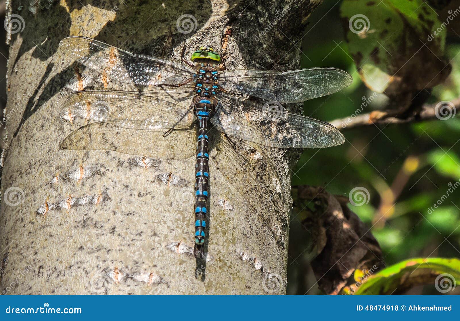 Dragonfly King. stock photo. Image of thorax, tree, four - 48474918