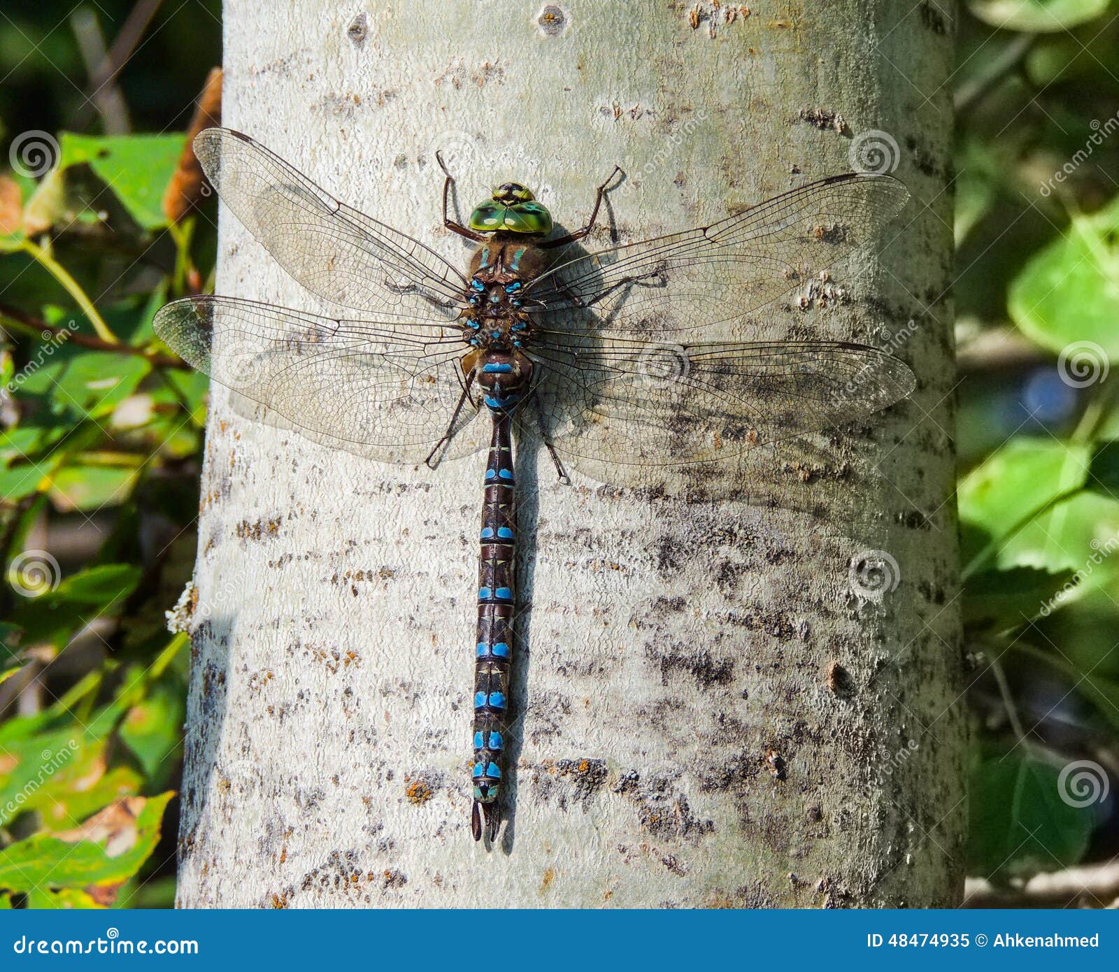 Dragonfly King. stock image. Image of four, thorax, flying - 48474935