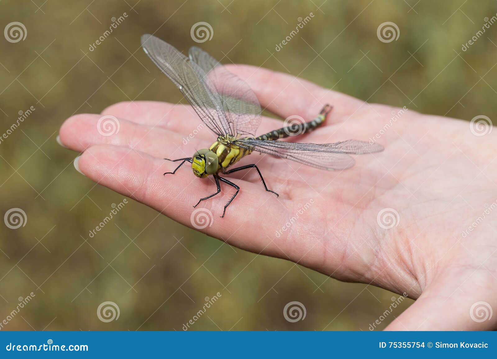 Large Red Damselfly Pyrrhosoma Nymphula A Common British Insect Species ...