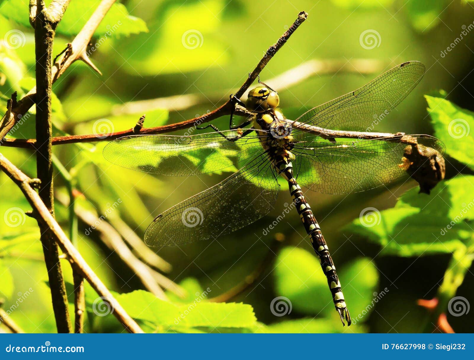 Dragonfly stock photo. Image of animals, bush, imperator - 76627998