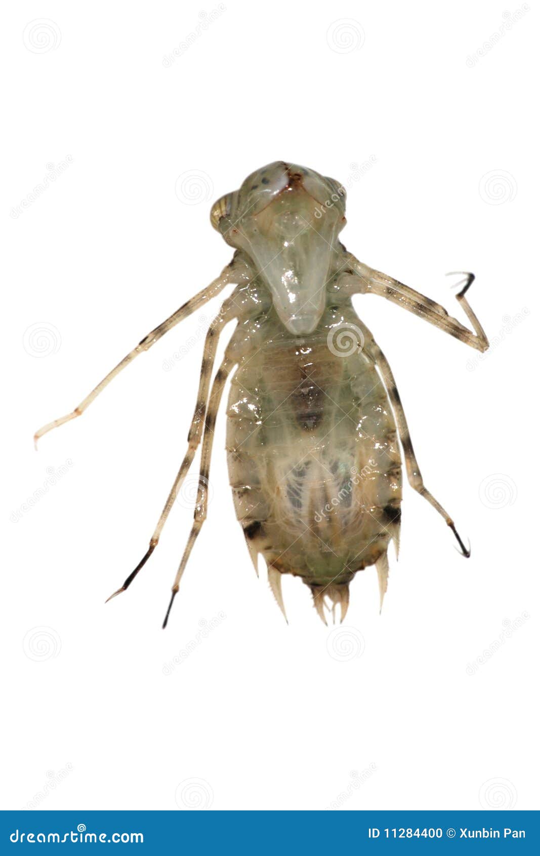 Dragonfly larva monster stock photo. Image of dragonflies - 11284400