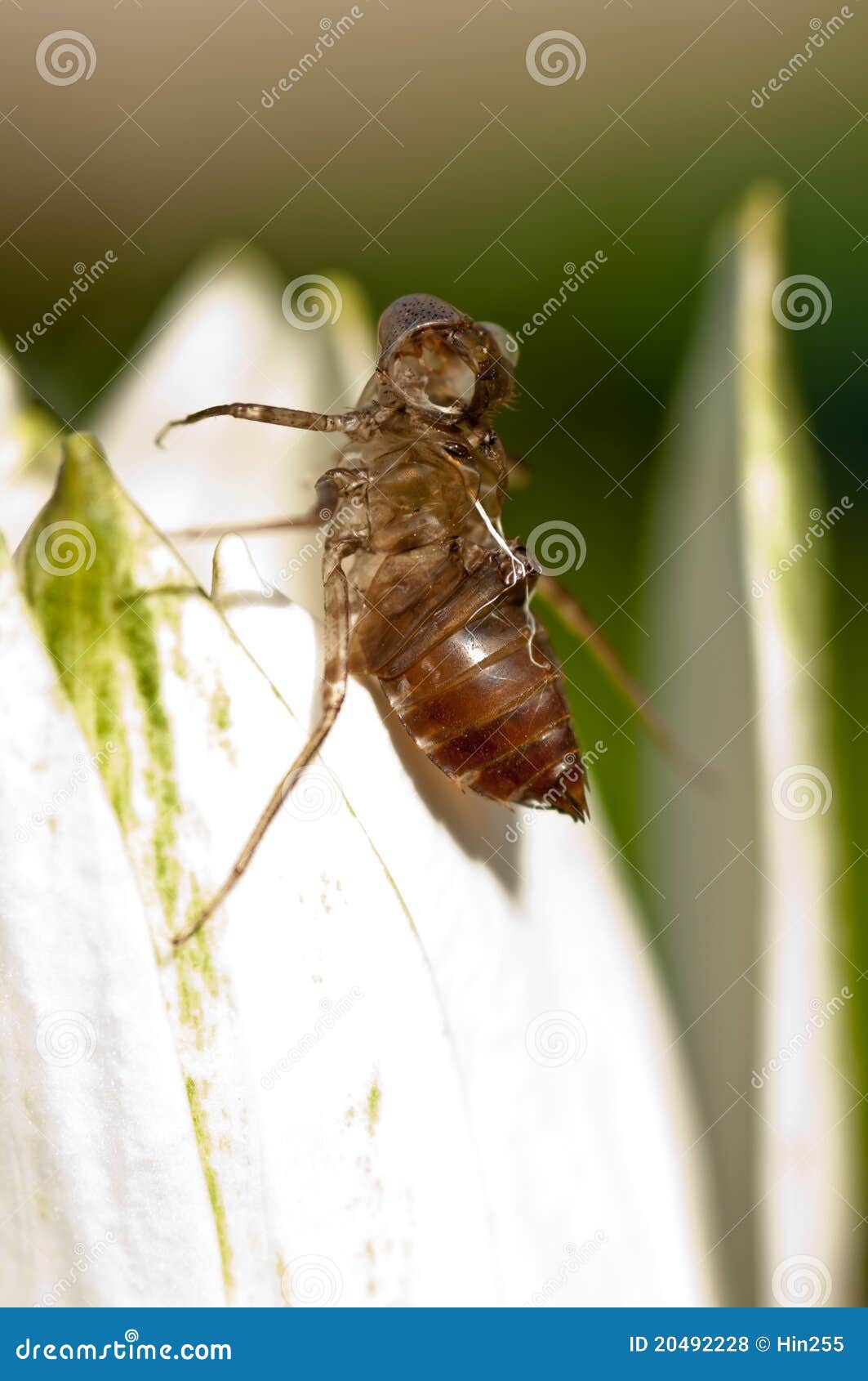 Dragonfly Larva Shell stock photo. Image of nature, molting - 20492228