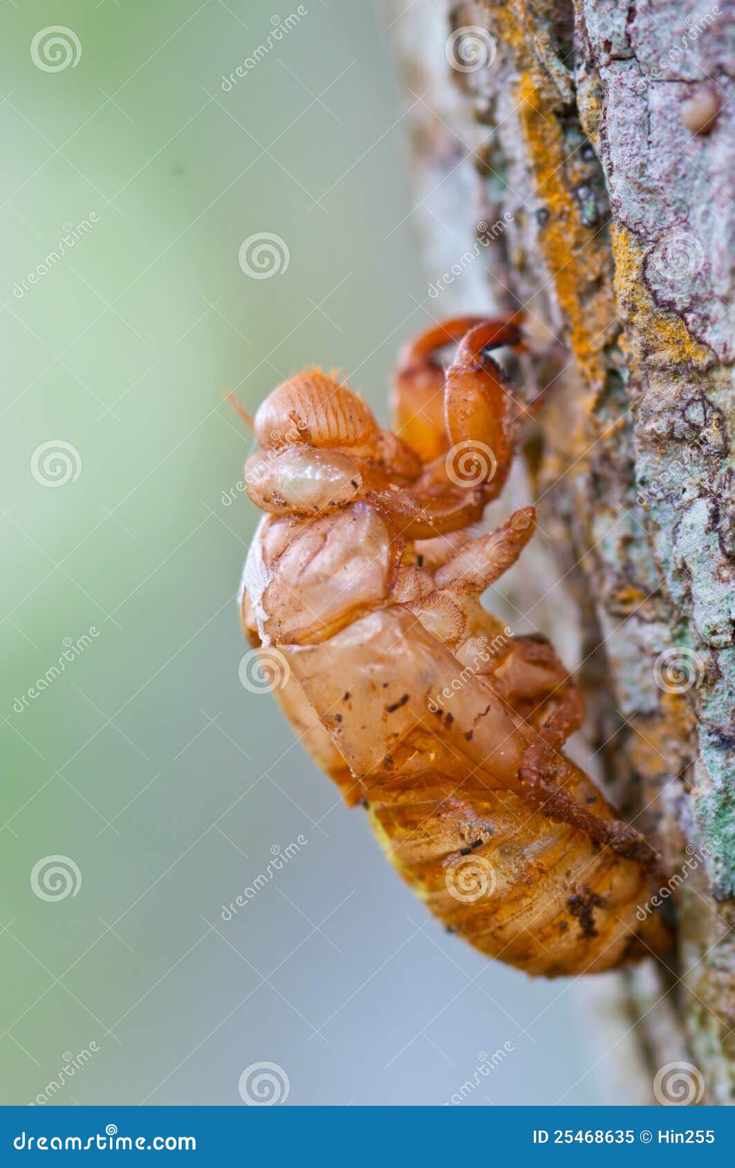 Dragonfly Larva Shell stock image. Image of dragonfly - 25468635