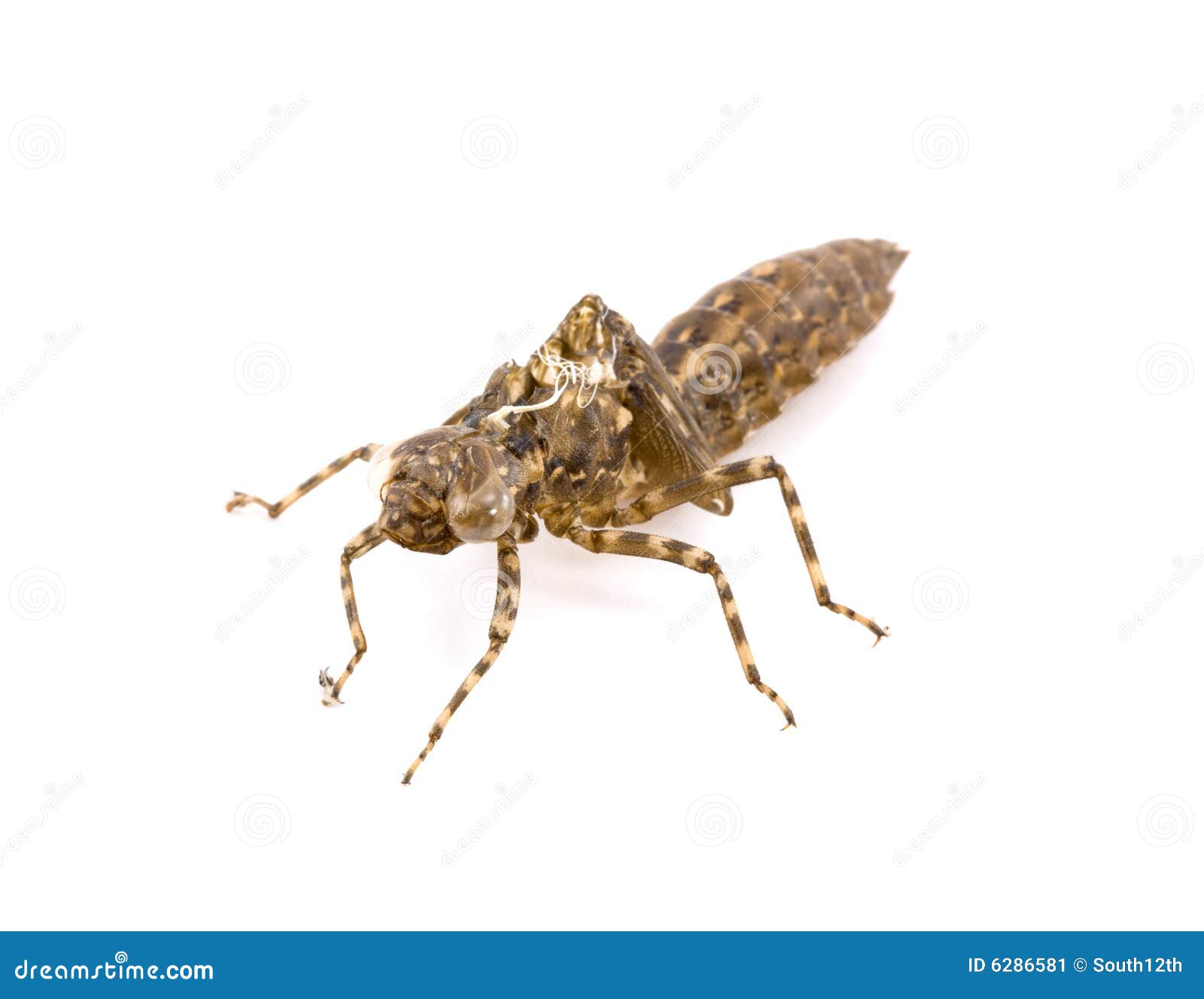 Dragonfly Larva Shell stock image. Image of darting, molt - 6286581