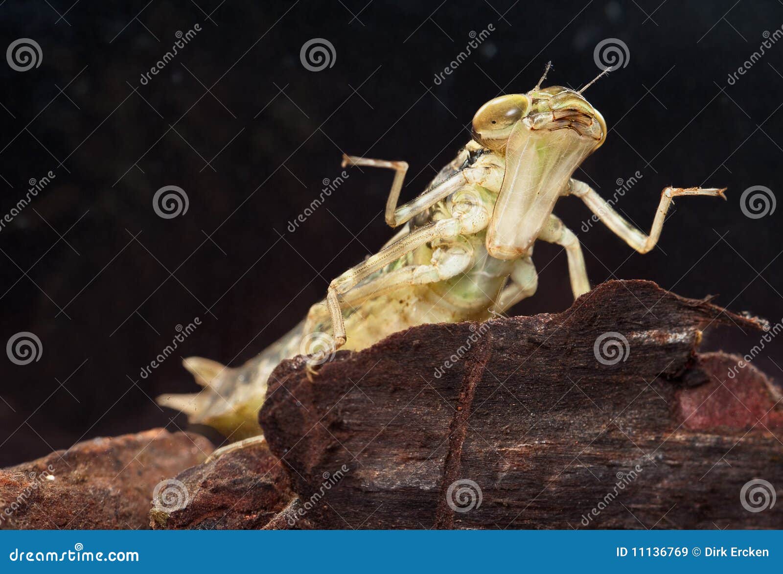 Dragonfly Larva Swimming Insect Predator Stock Image - Image of nature ...