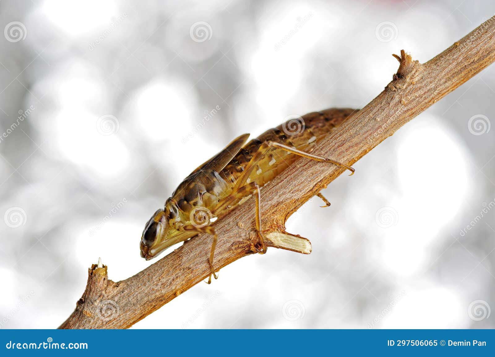 Dragonfly larvae stock image. Image of mature, dragonflies - 297506065