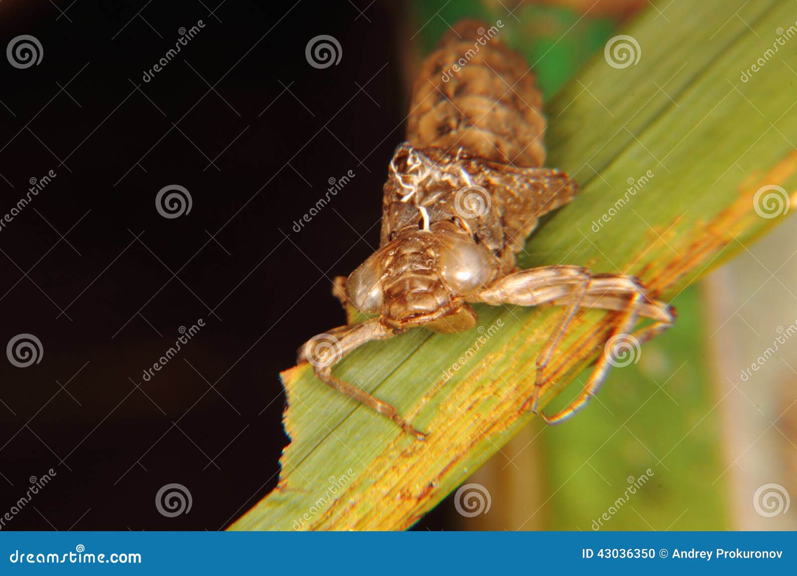 Dragonfly larvae. stock photo. Image of branch, beauty - 43036350