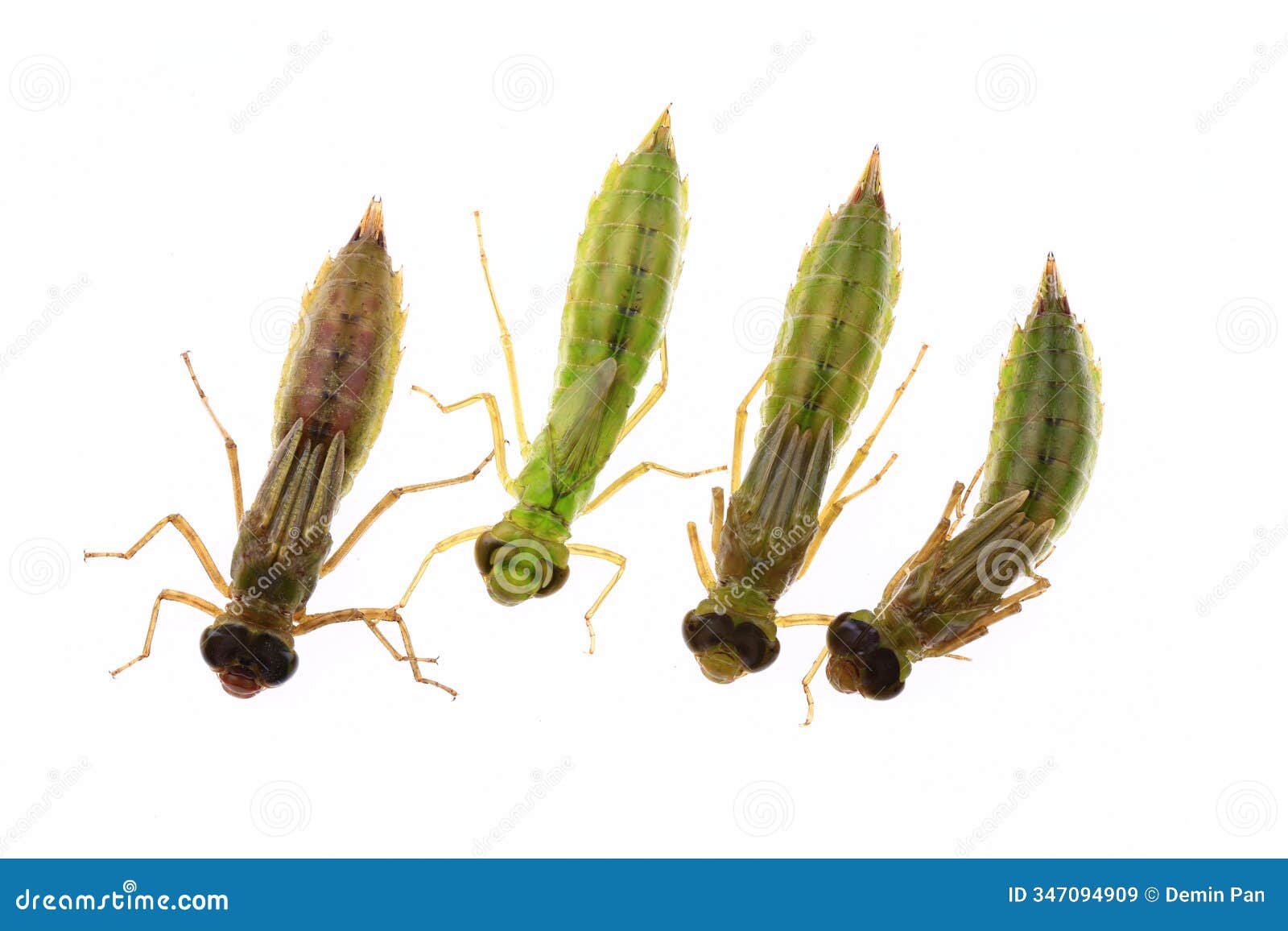 Dragonfly Larvae, and on a White Background Stock Illustration - Illustration of features ...
