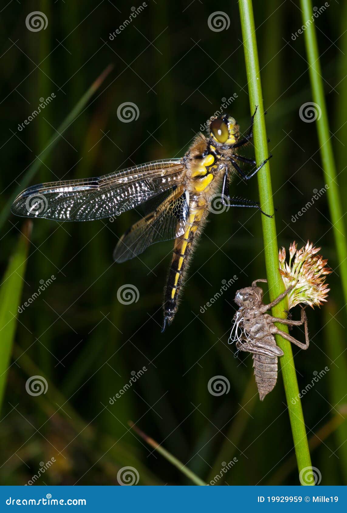 Dragonfly and larval case stock image. Image of dragonfly - 19929959