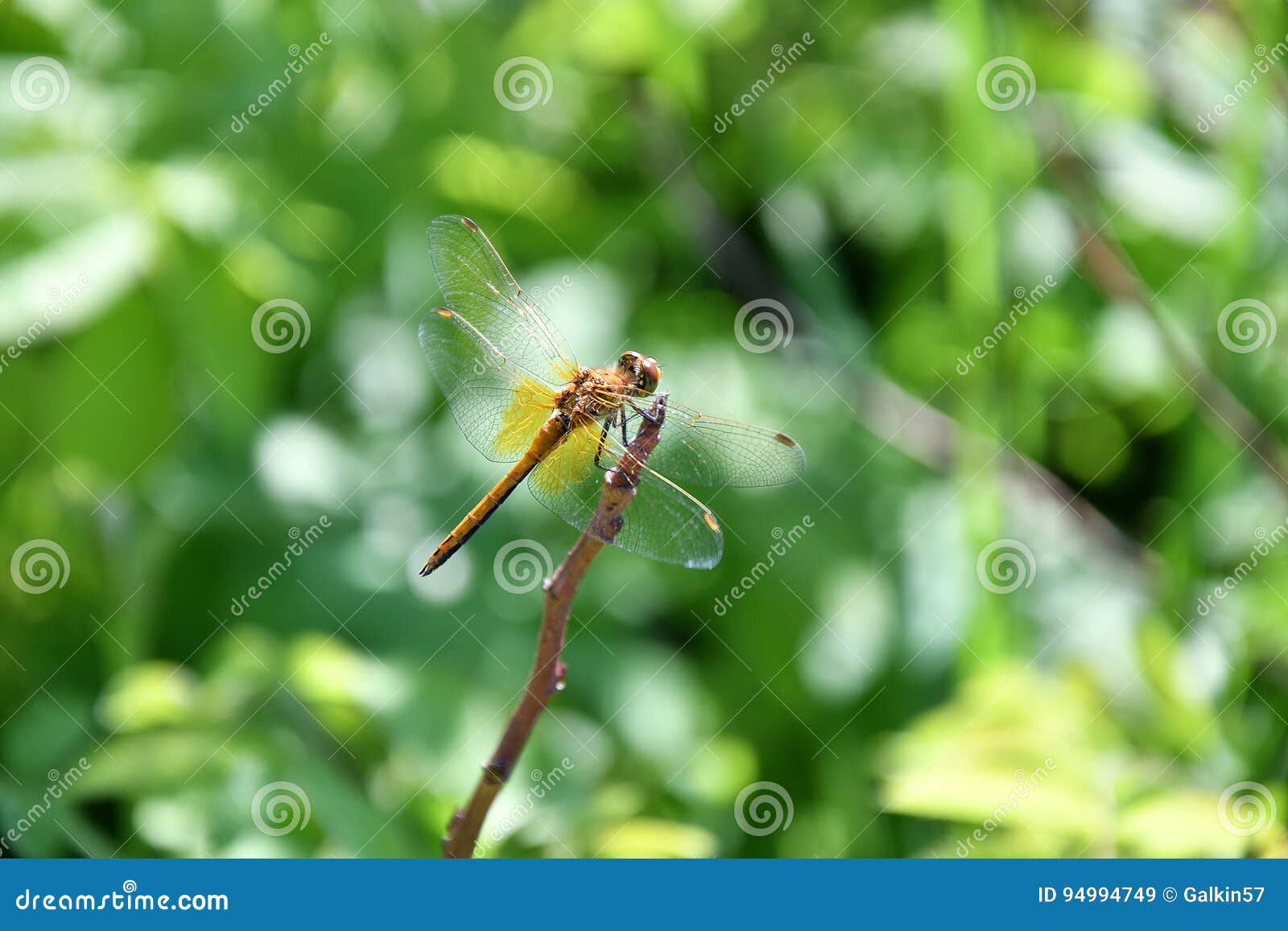 Dragonfly LAT. Odonata stock image. Image of animal, odonata - 94994749