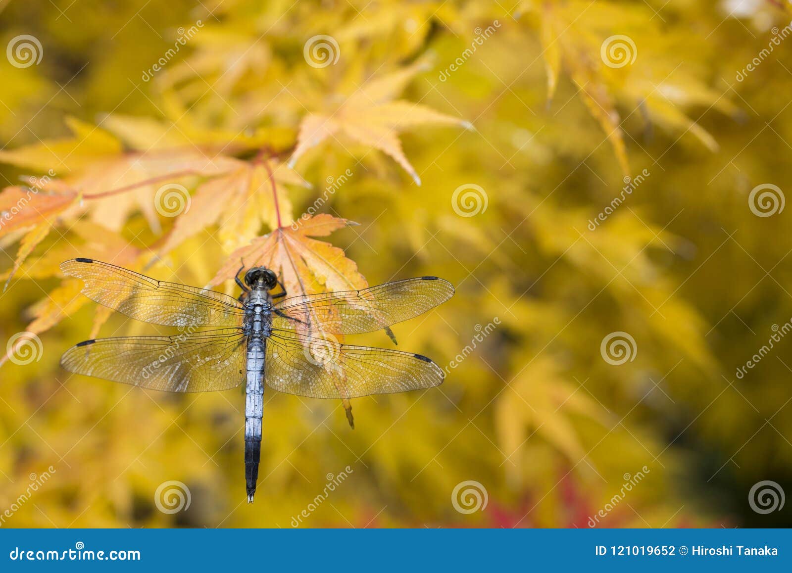 Dragonfly on the leaf stock photo. Image of natural - 121019652