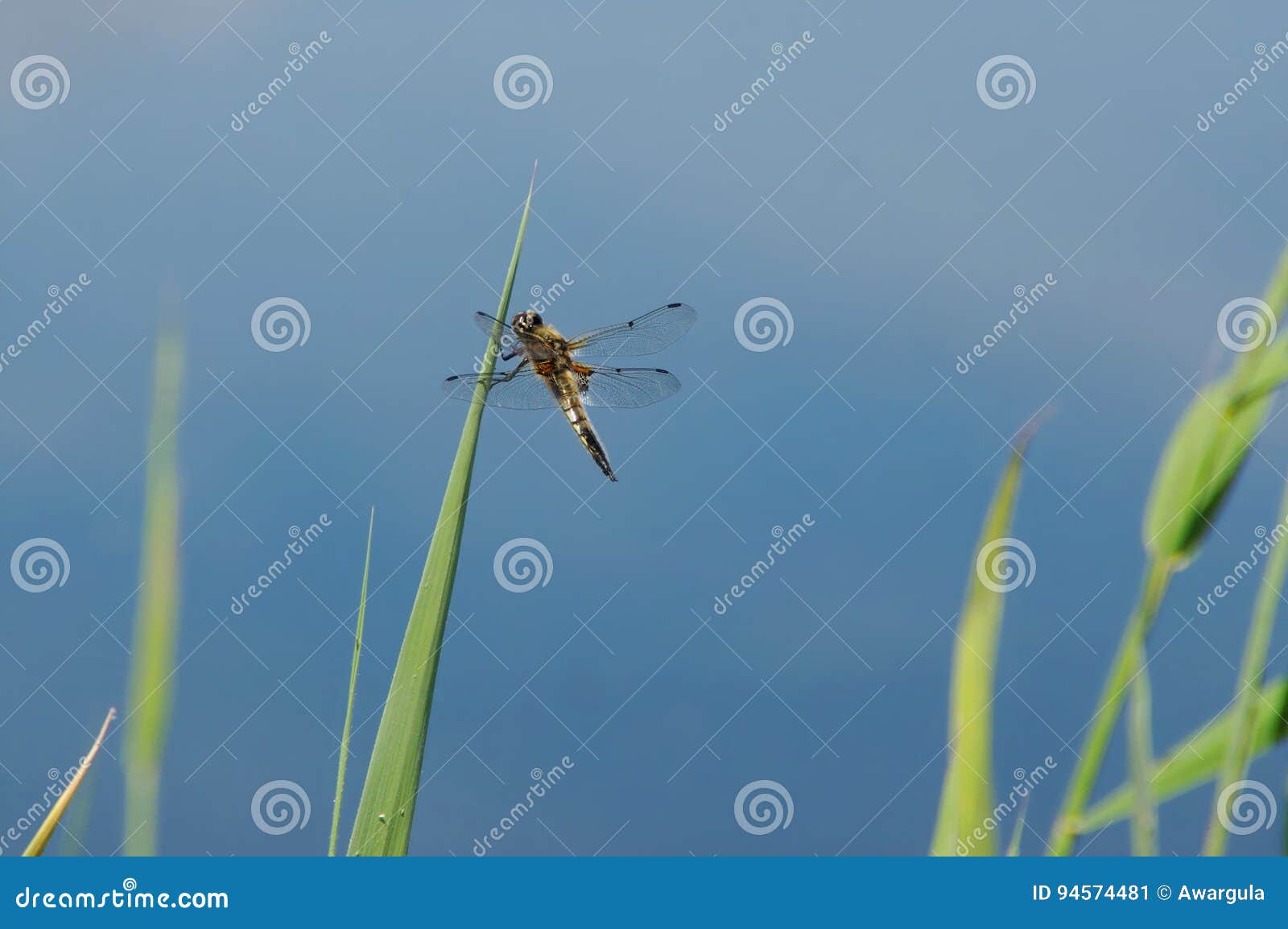A Dragonfly on a Leaf of Reed Stock Image - Image of park, life: 94574481