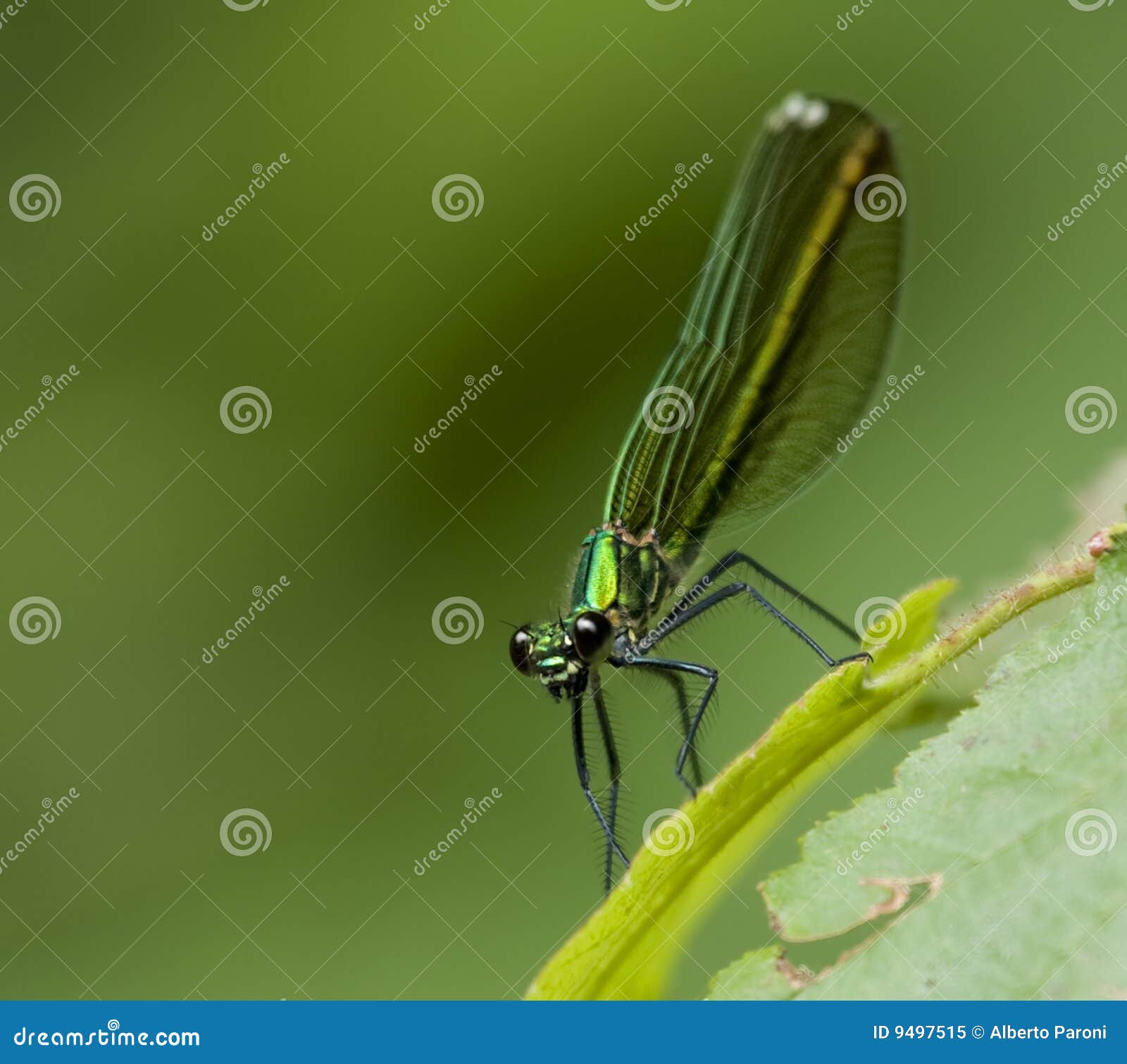 Dragonfly - Libellula 300dpi Stock Image - Image of diagonale, ambiente ...