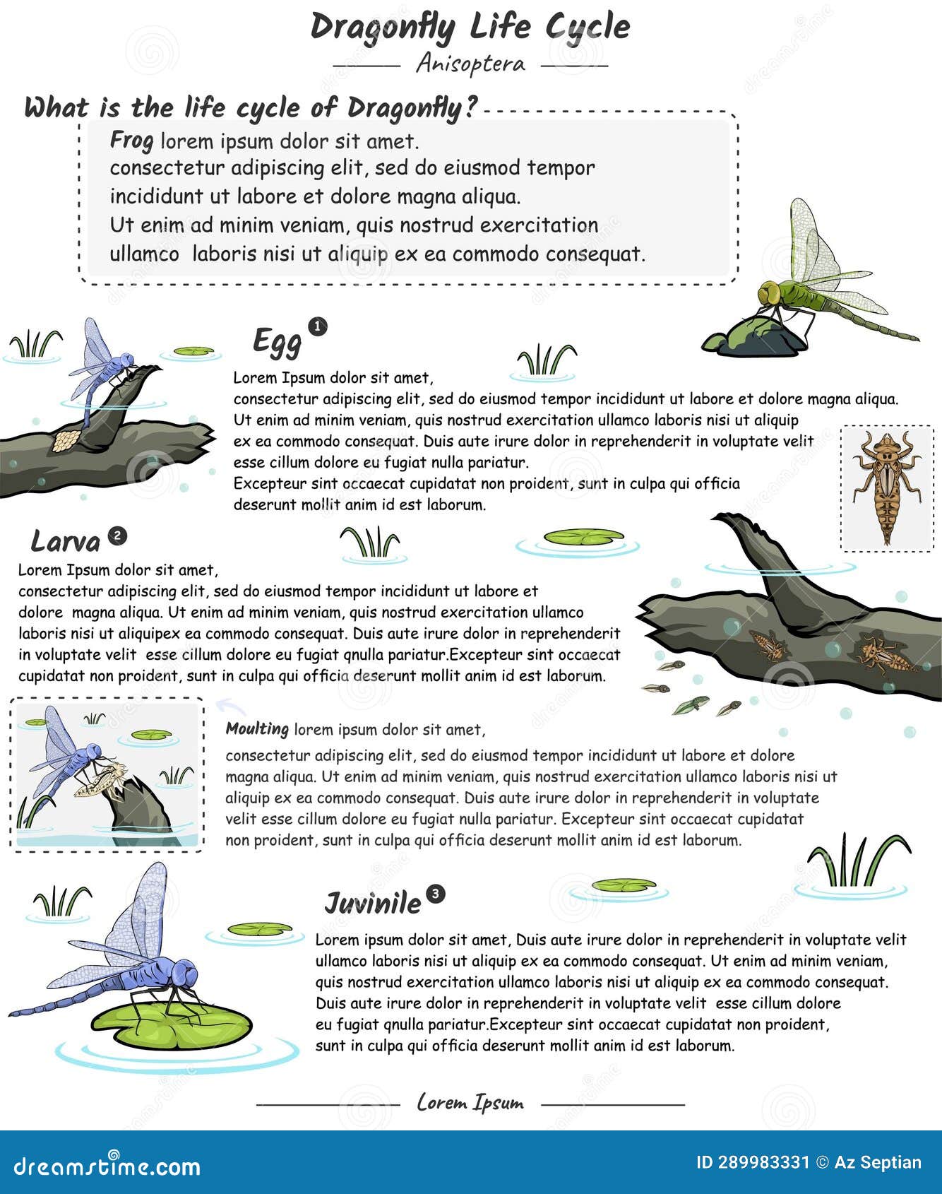 Dragonfly Life Cycle, Insect Mating System Cartoon Vector ...