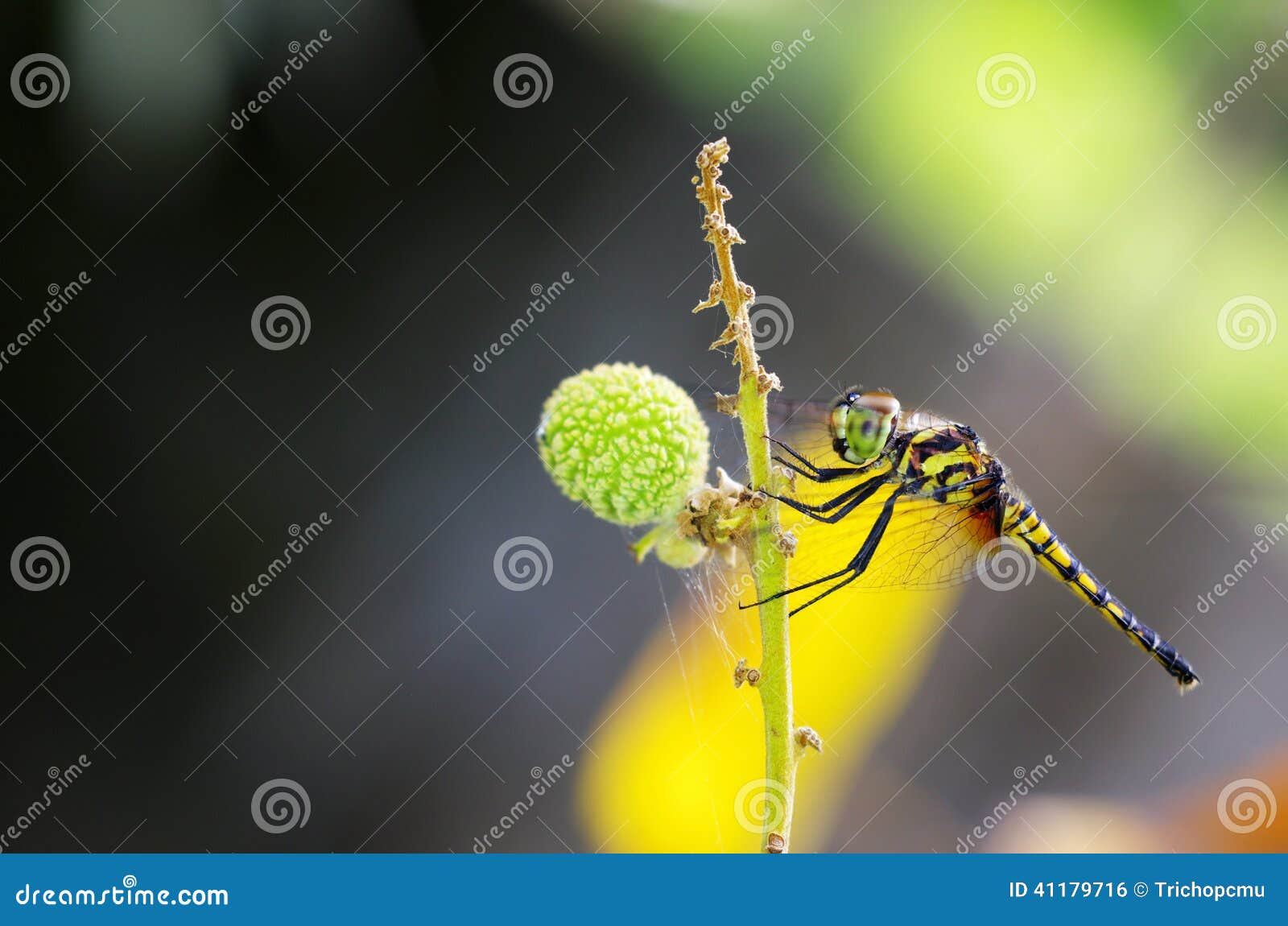 Longan New Shoot Disorder From Pests Royalty-Free Stock Photography ...