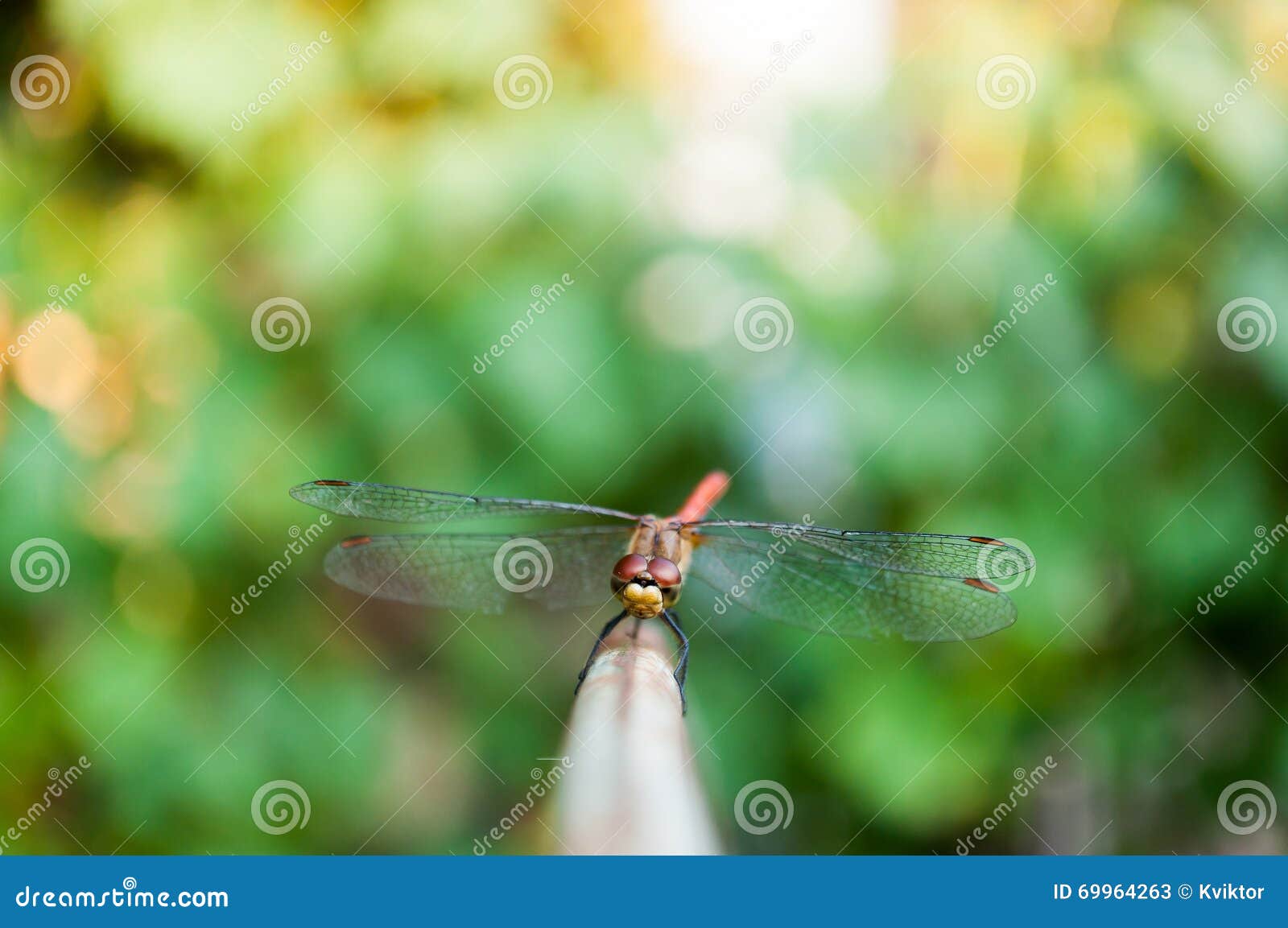 Dragonfly Looking into Camera with Green Background Stock Image - Image ...