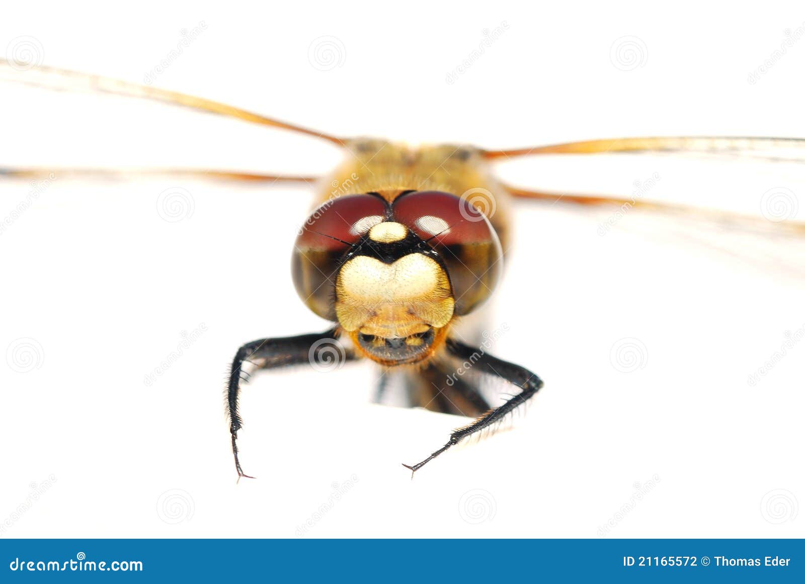 Dragonfly Looks at the Camera Stock Photo - Image of flower, japan ...