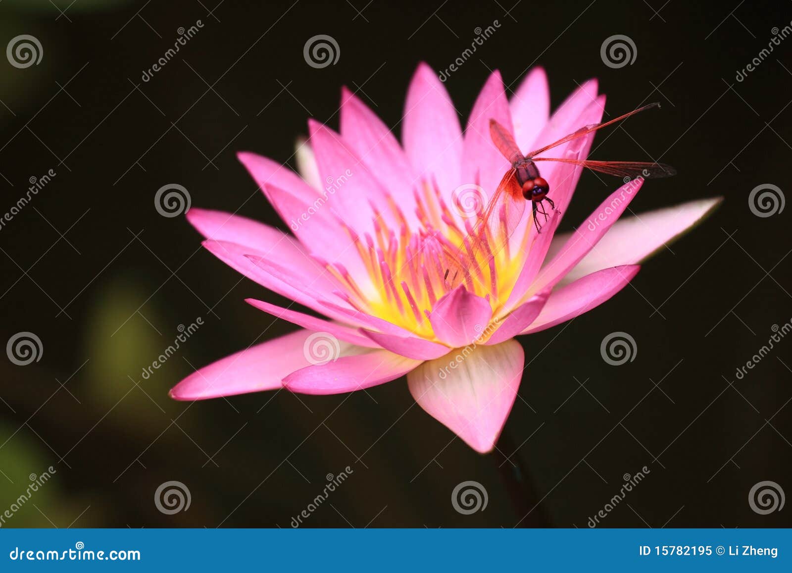 Dragonfly on the lotus stock image. Image of louts, dragonfly - 15782195