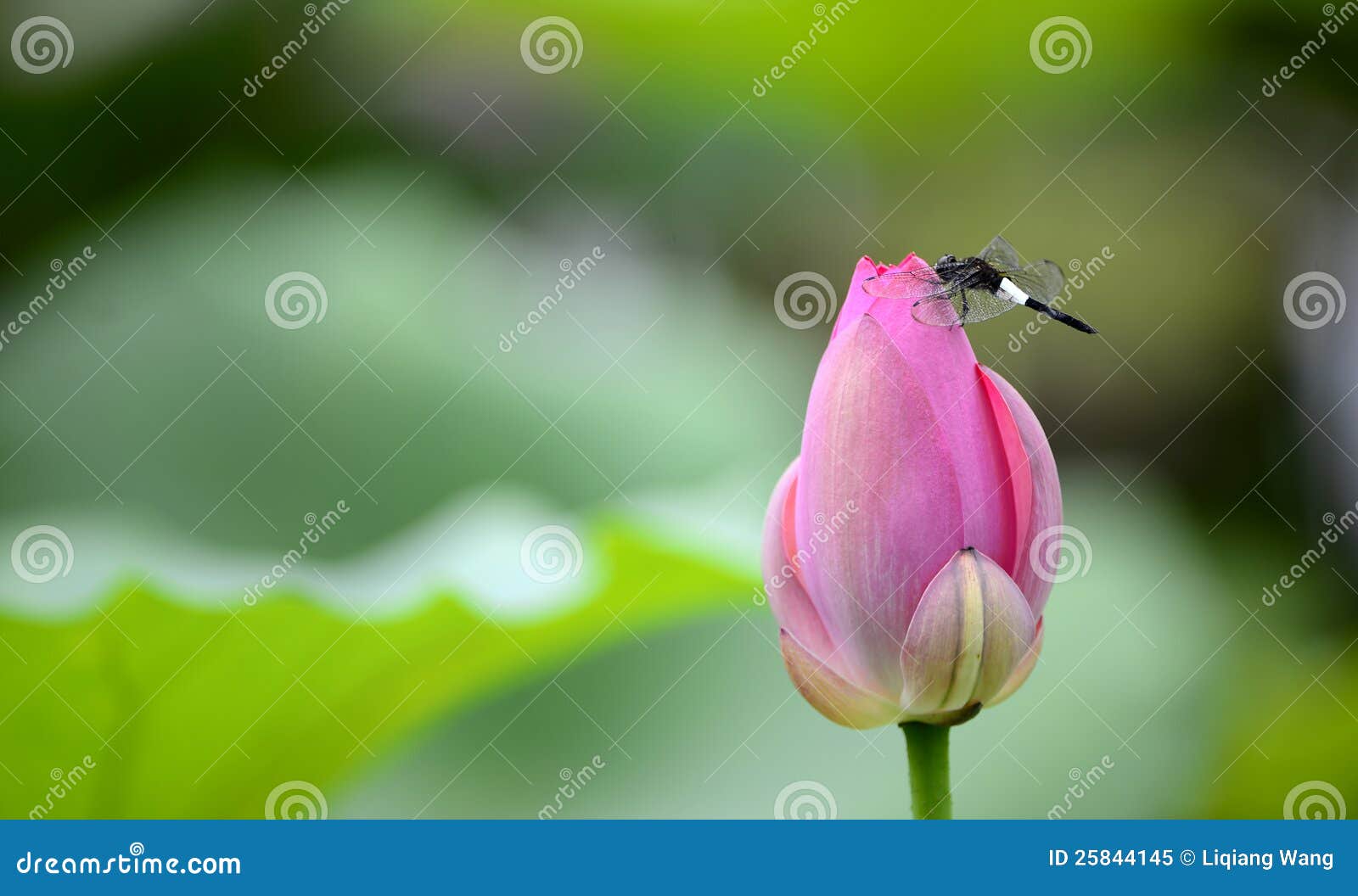 Dragonfly lotus stock image. Image of bloom, mating, pattern - 25844145