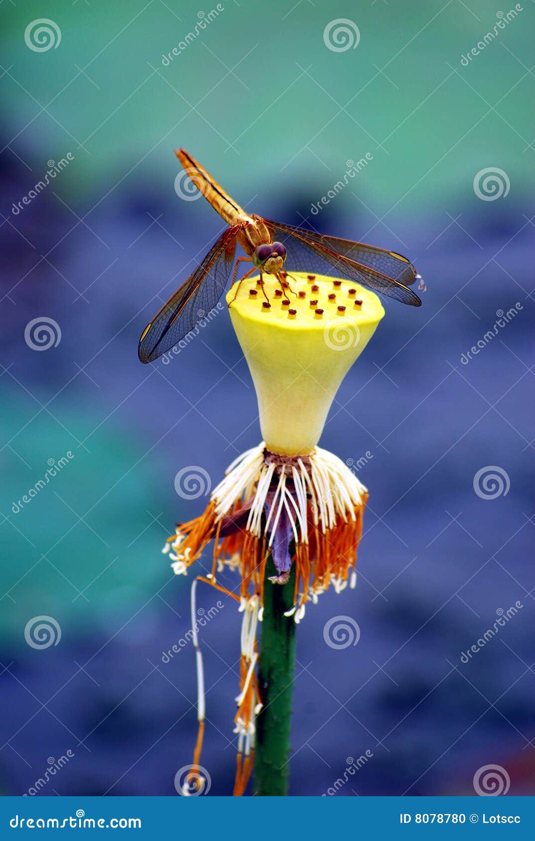Dragonfly on a lotus stock photo. Image of honey, vivid - 8078780
