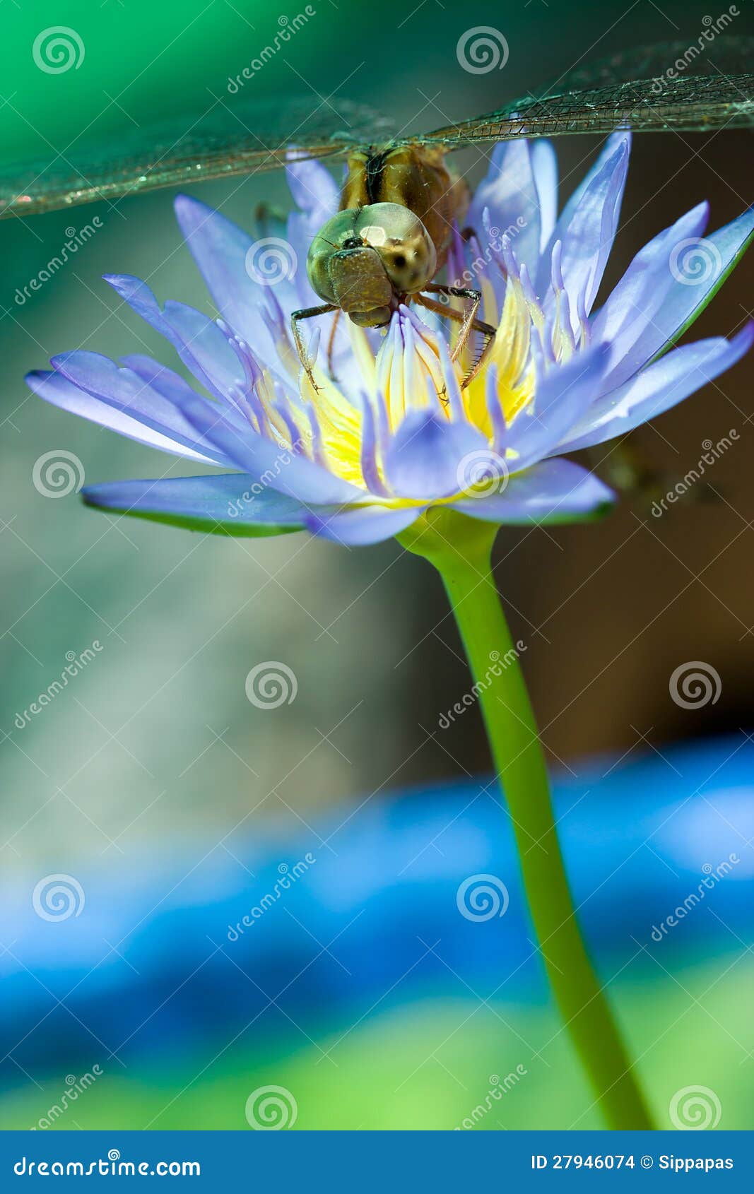 Dragonfly on a Lotus Blossom. Stock Photo - Image of foliage, rest ...