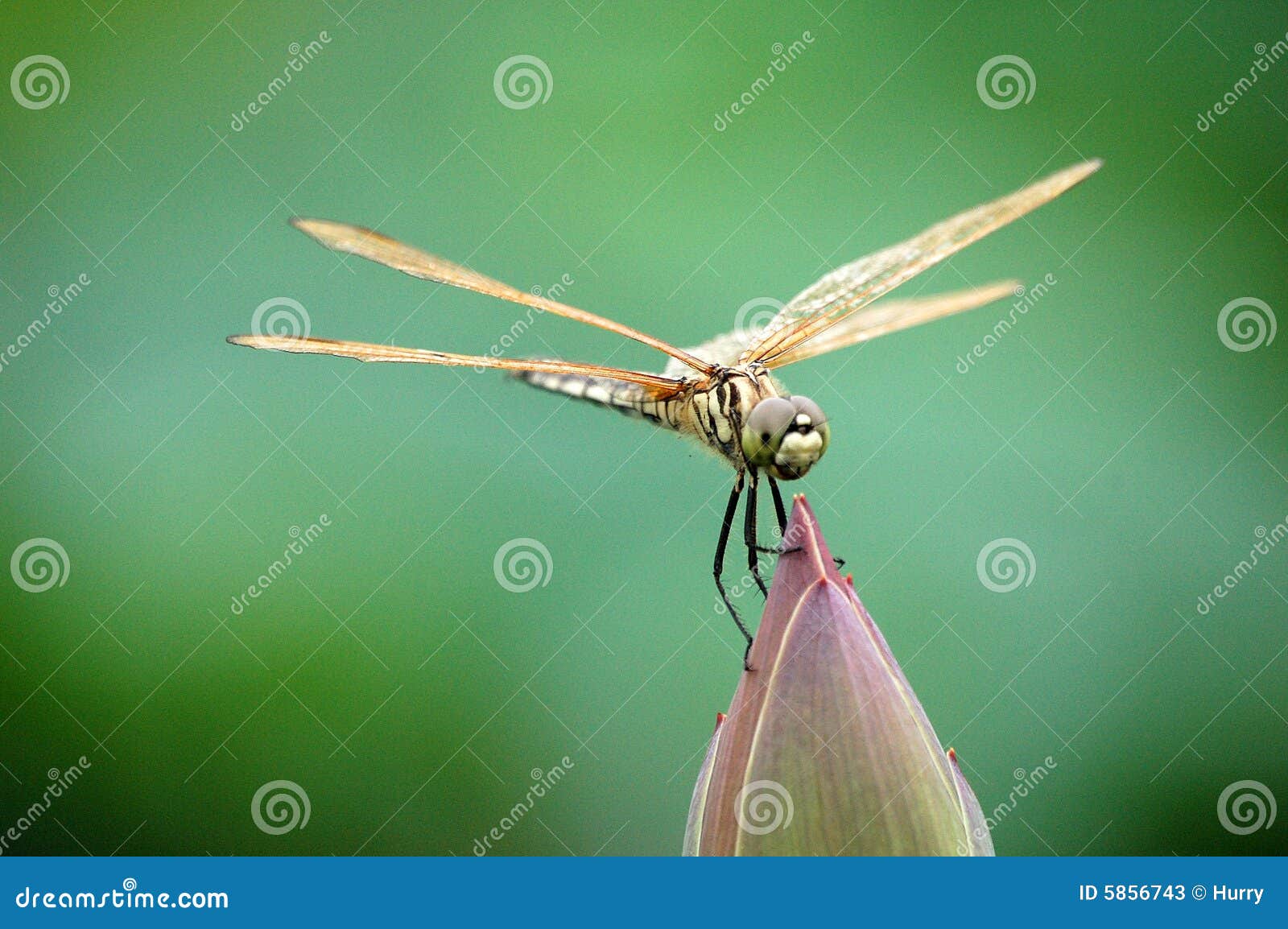Dragonfly on lotus bud stock image. Image of water, pink - 5856743