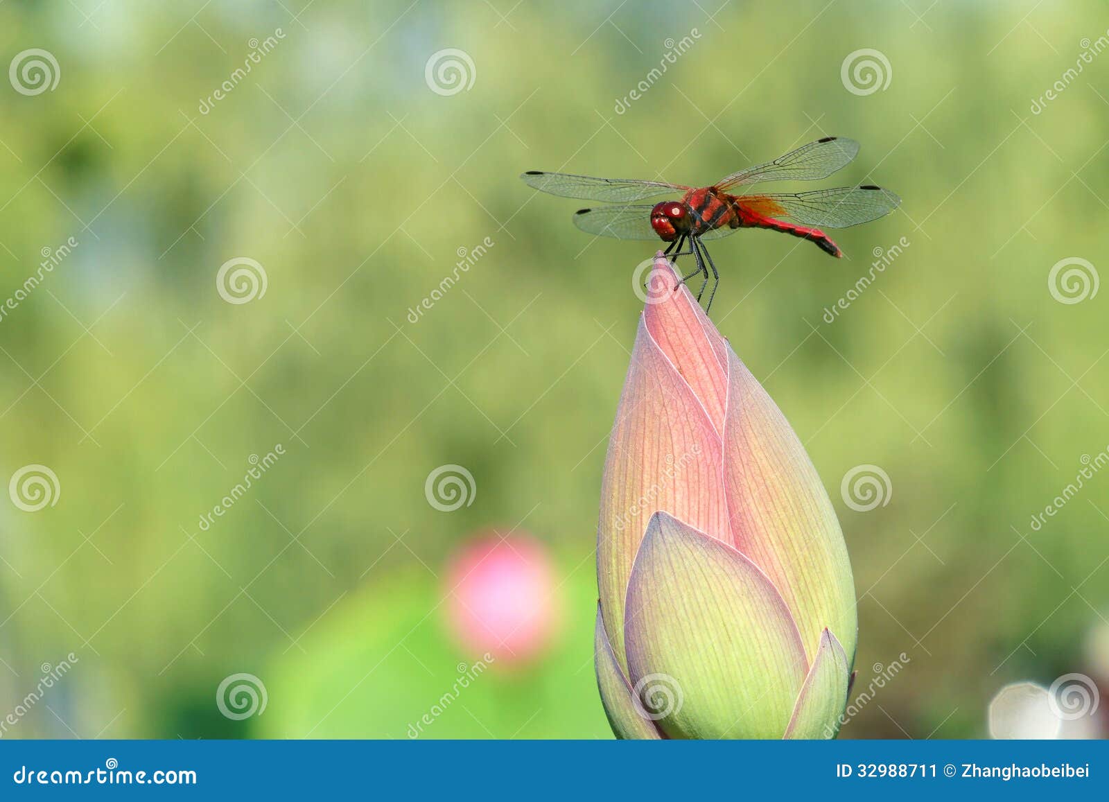 Dragonfly and lotus bud stock image. Image of life, flowers - 32988711